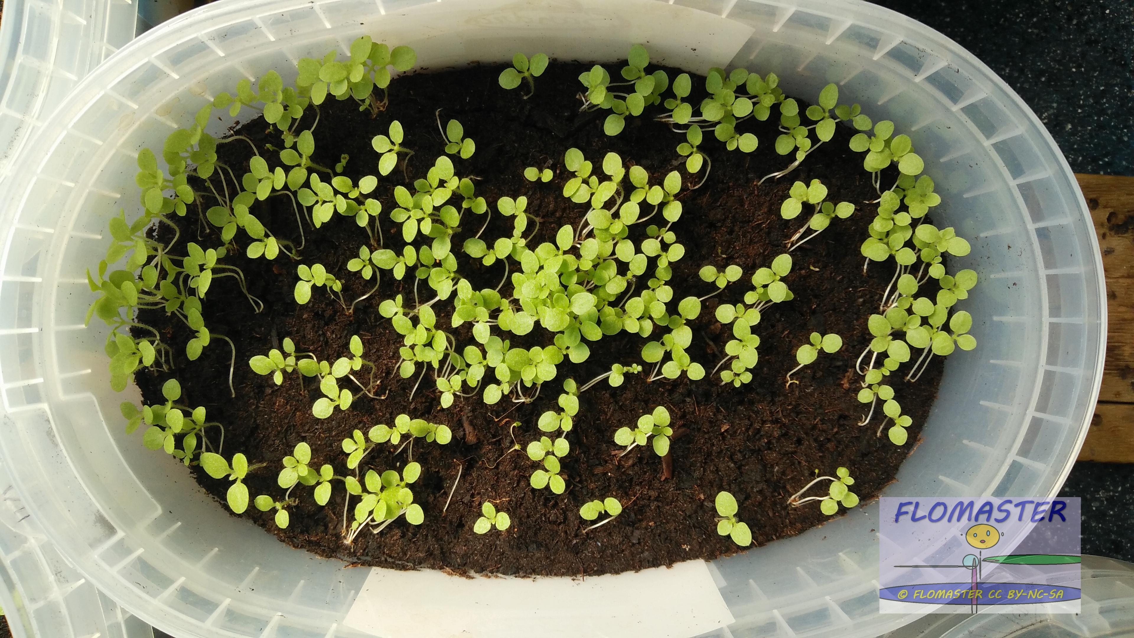 🌼 DIY Seedling Propagator From Recycled Plastic Container 🌼 : 12 Steps ...