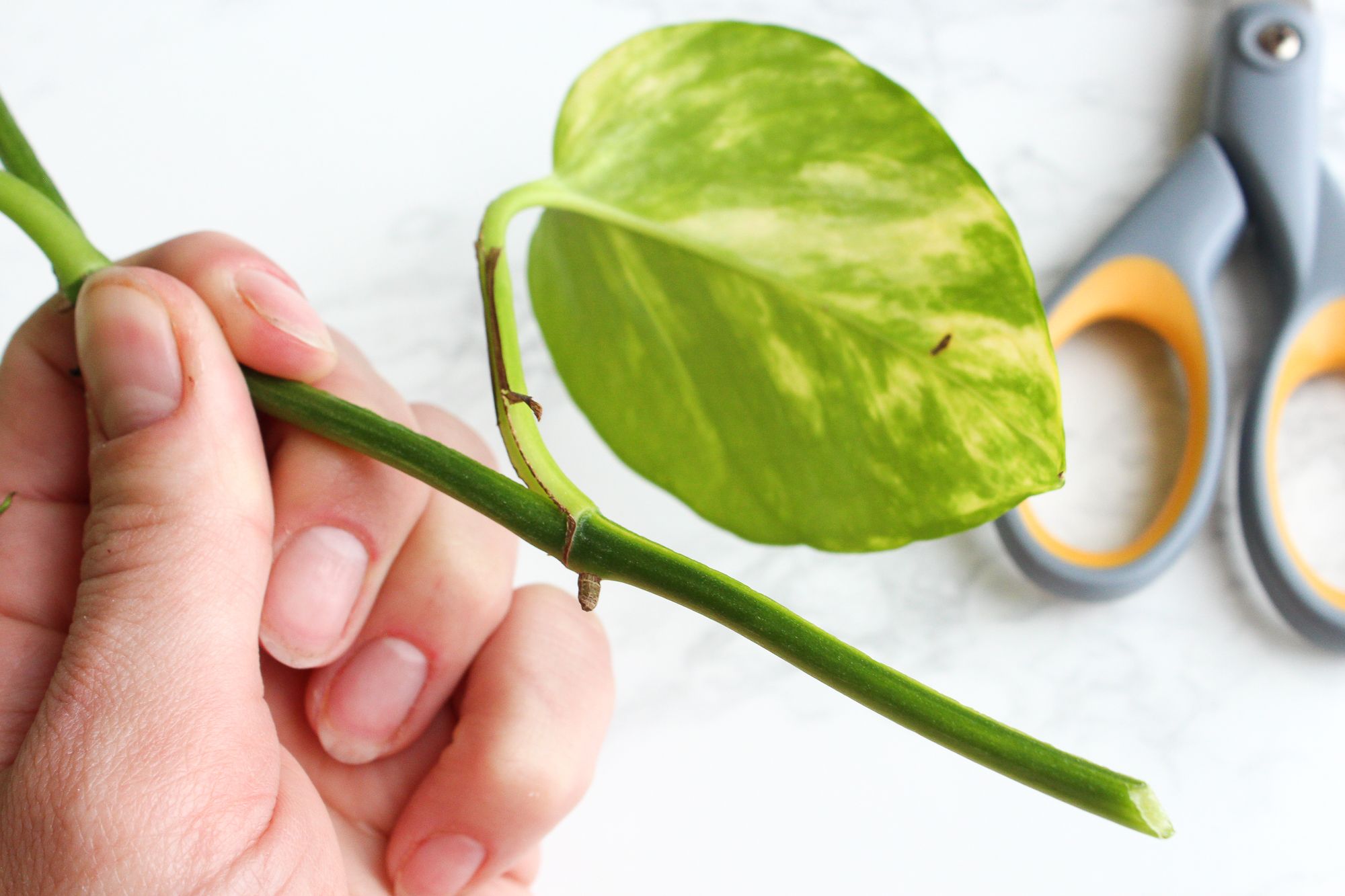 How to Propagate a Pothos Plant : 6 Steps (with Pictures) - Instructables