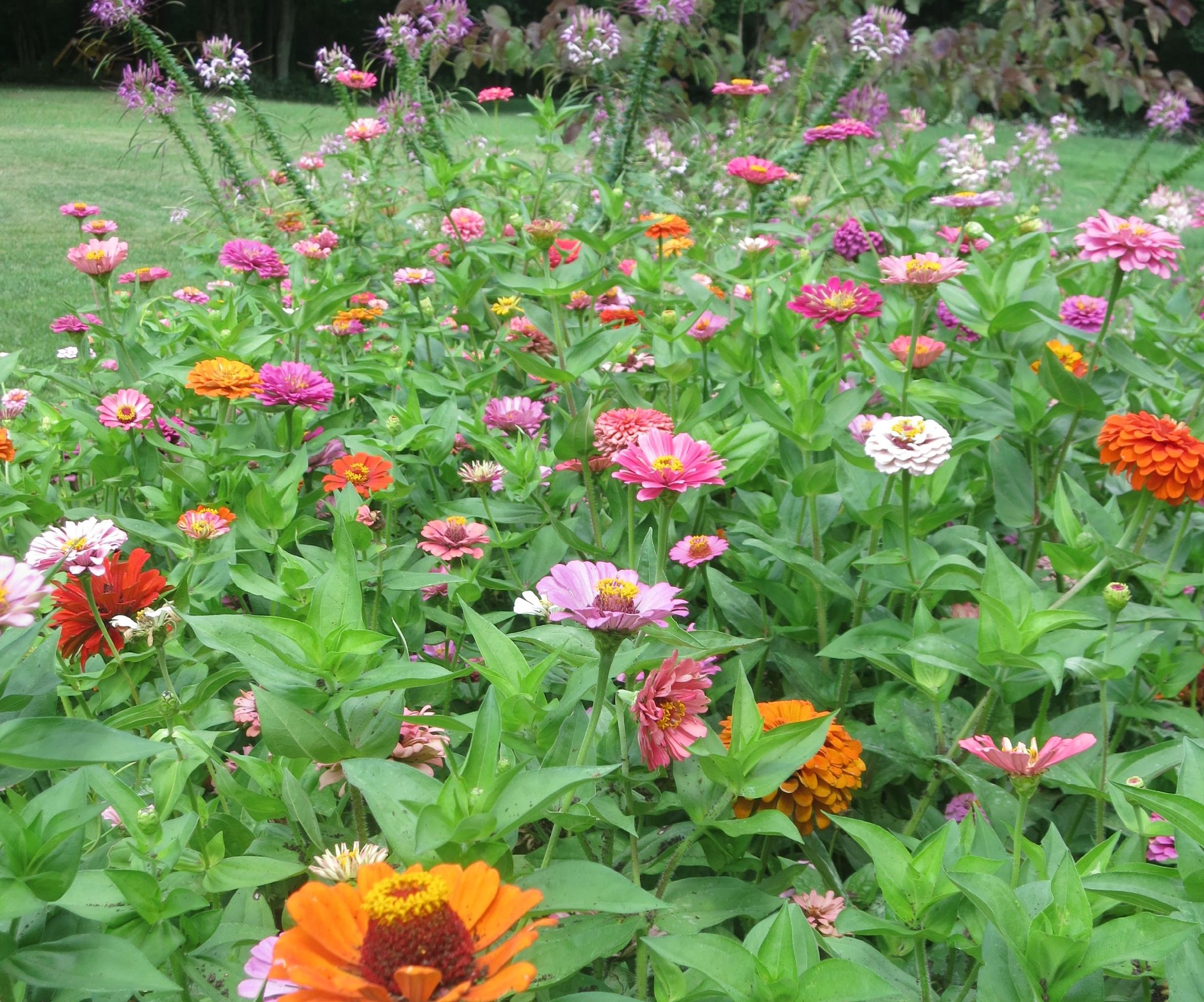 Harvesting Flower Seeds for Next Year's Gardens : 3 Steps (with ...