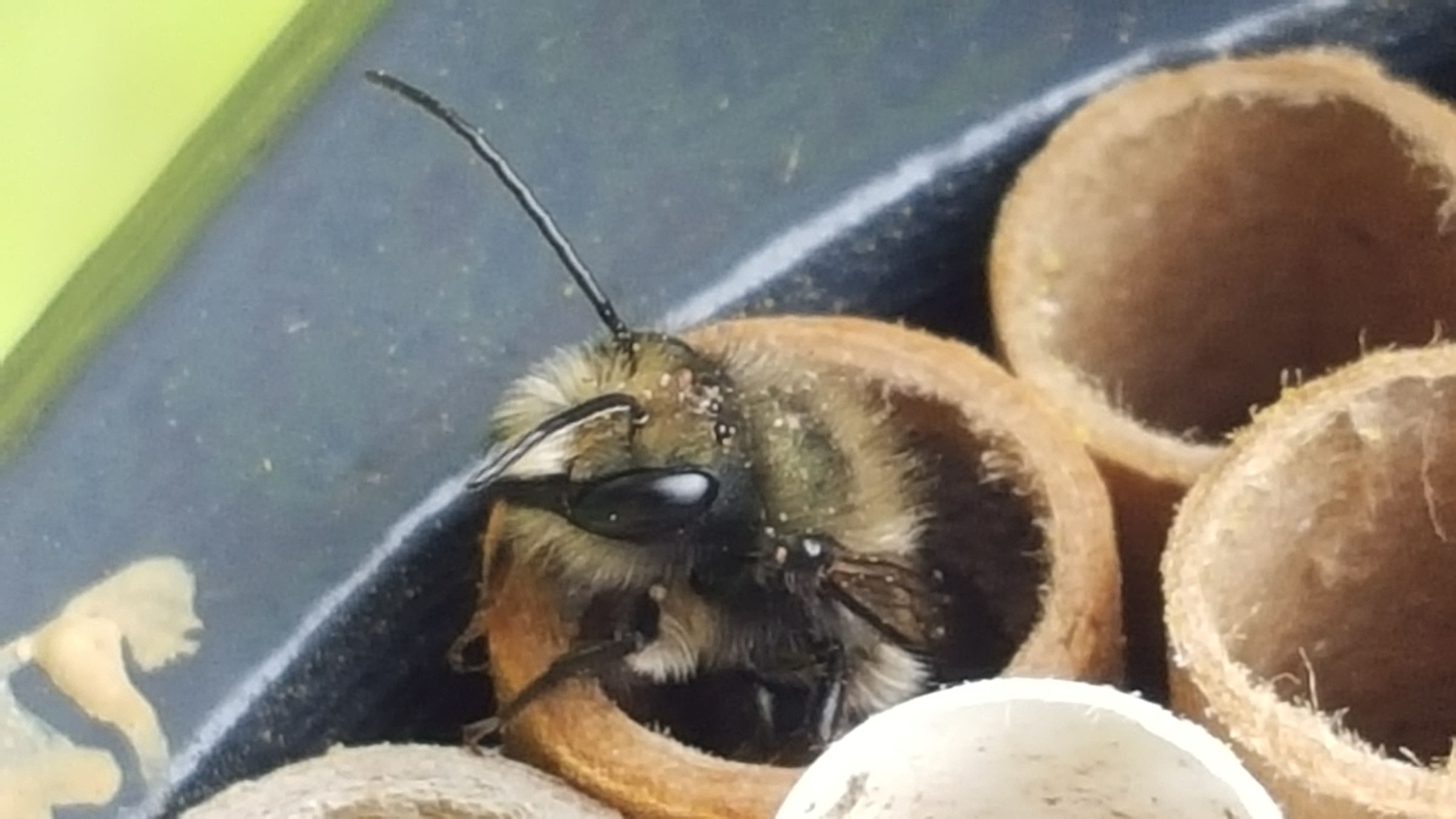 Mason Bee Hive : 3 Steps (with Pictures) - Instructables