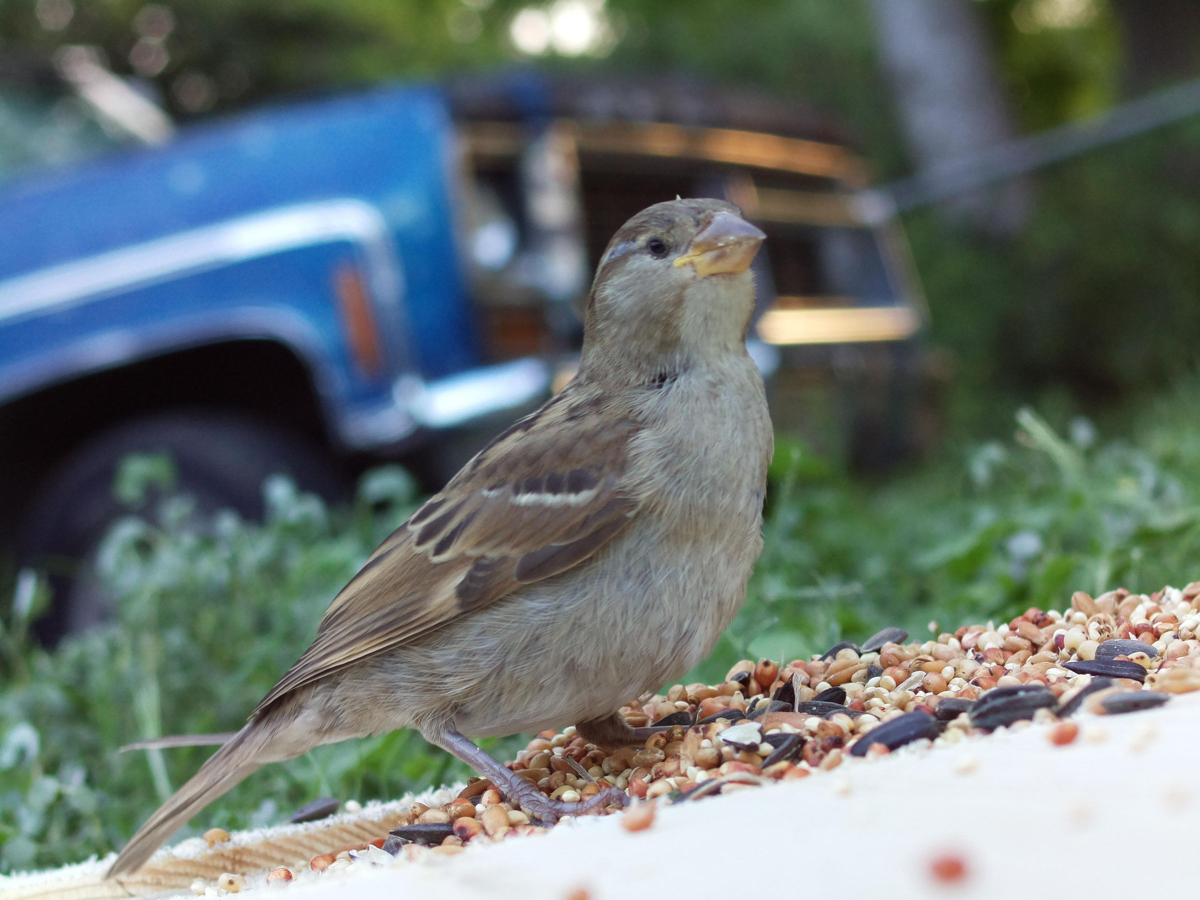 Bird Photo Booth : 6 Steps - Instructables