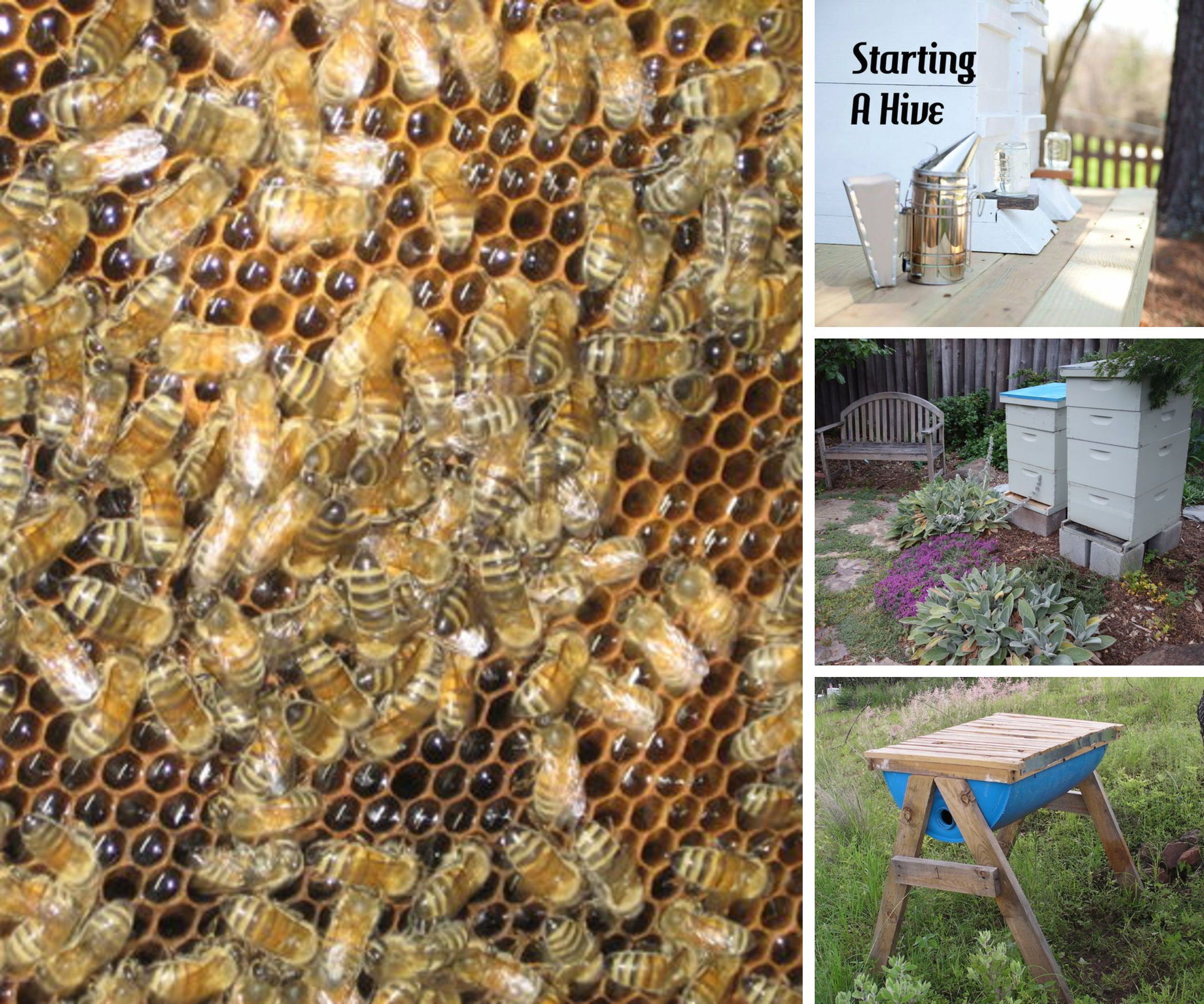 Bzzz: 42 Projects All About Beekeeping - Instructables