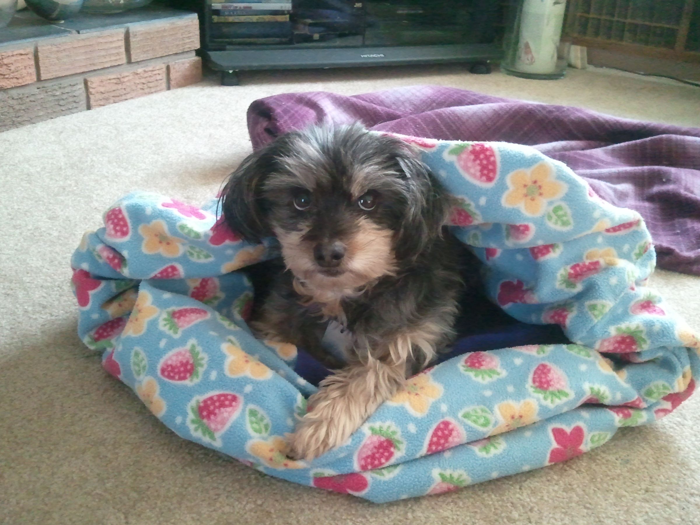 Polar Fleece Dog Nest : 6 Steps - Instructables