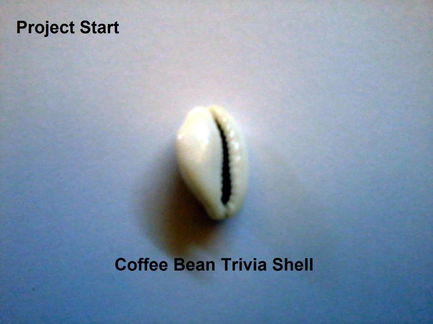 Coffee Bean Trivia Shell - Pendants for Men : 7 Steps - Instructables