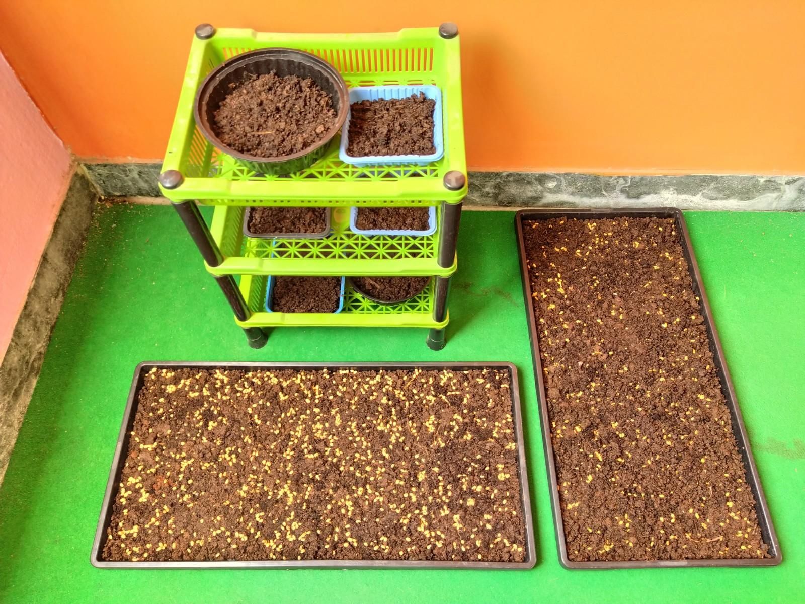 Basic Guide to Grow Micro 'green' : 14 Steps (with Pictures ...
