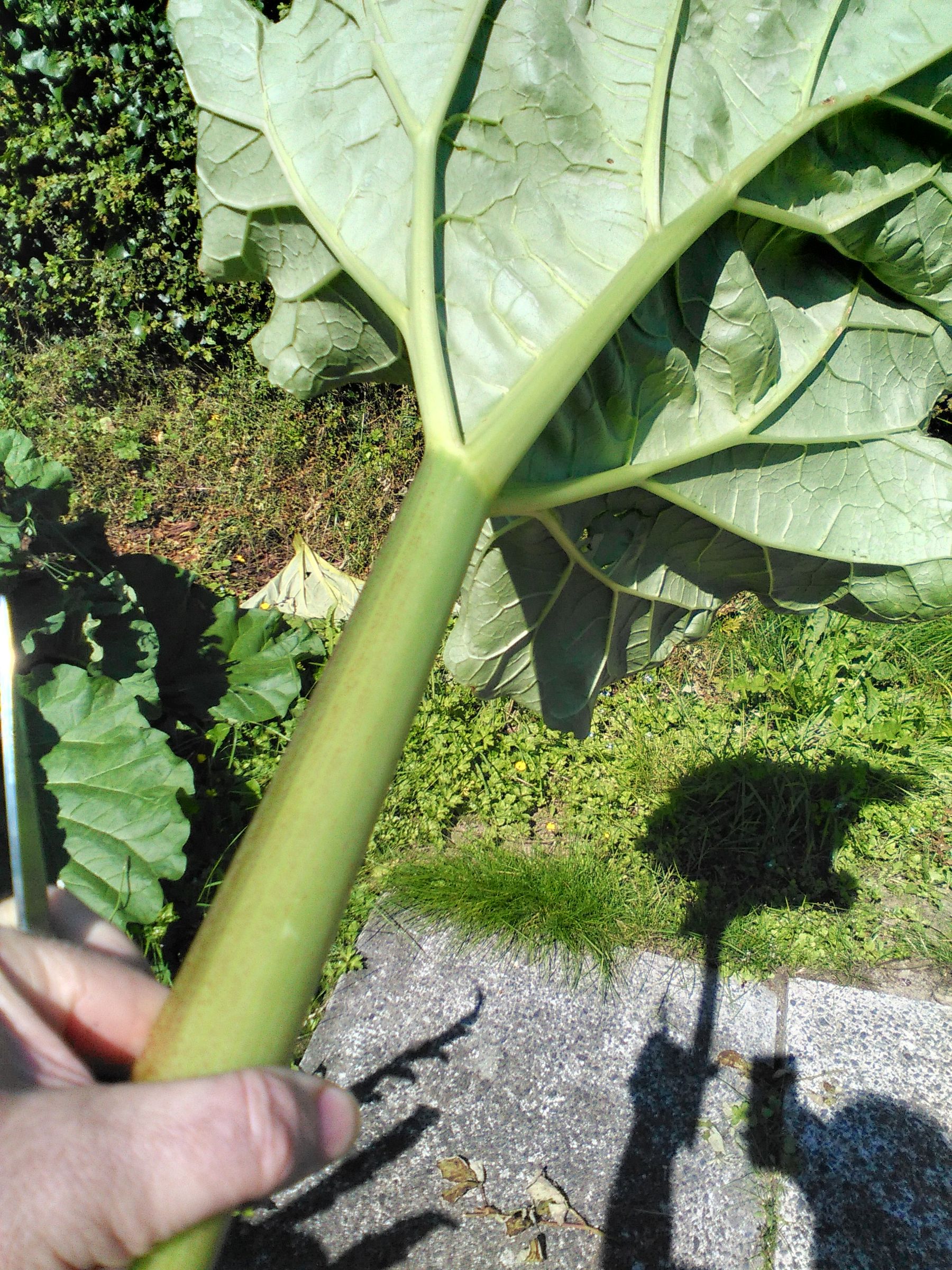 Making the Most Out of Your Rhubarb Patch : 3 Steps (with Pictures ...