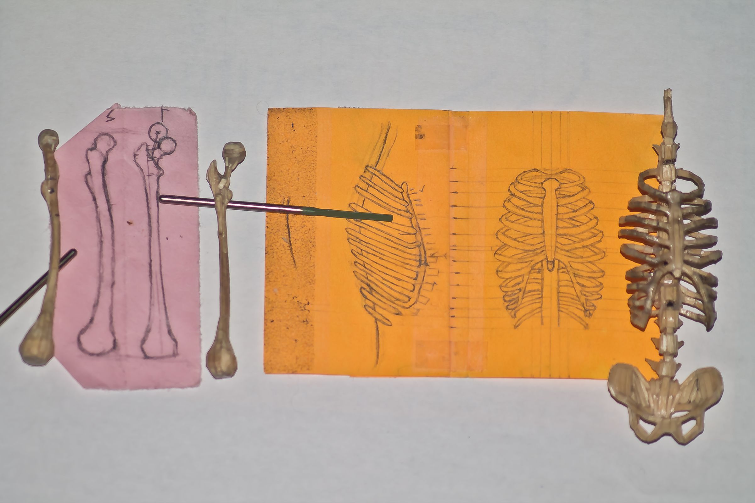 Dollar Bill Skeleton - Instructables