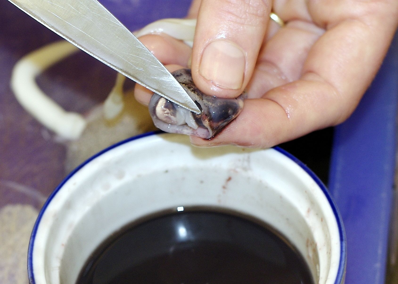 How to Harvest Squid Ink : 7 Steps (with Pictures) - Instructables