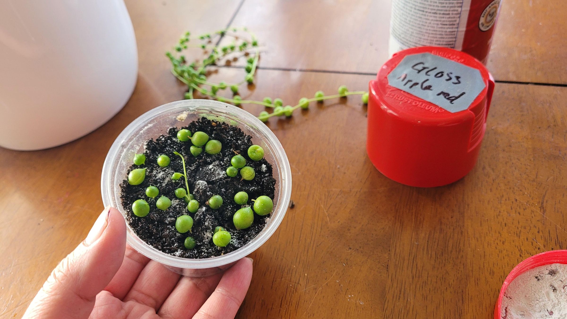How to Propagate String-of-Pearls Plant : 5 Steps (with Pictures ...