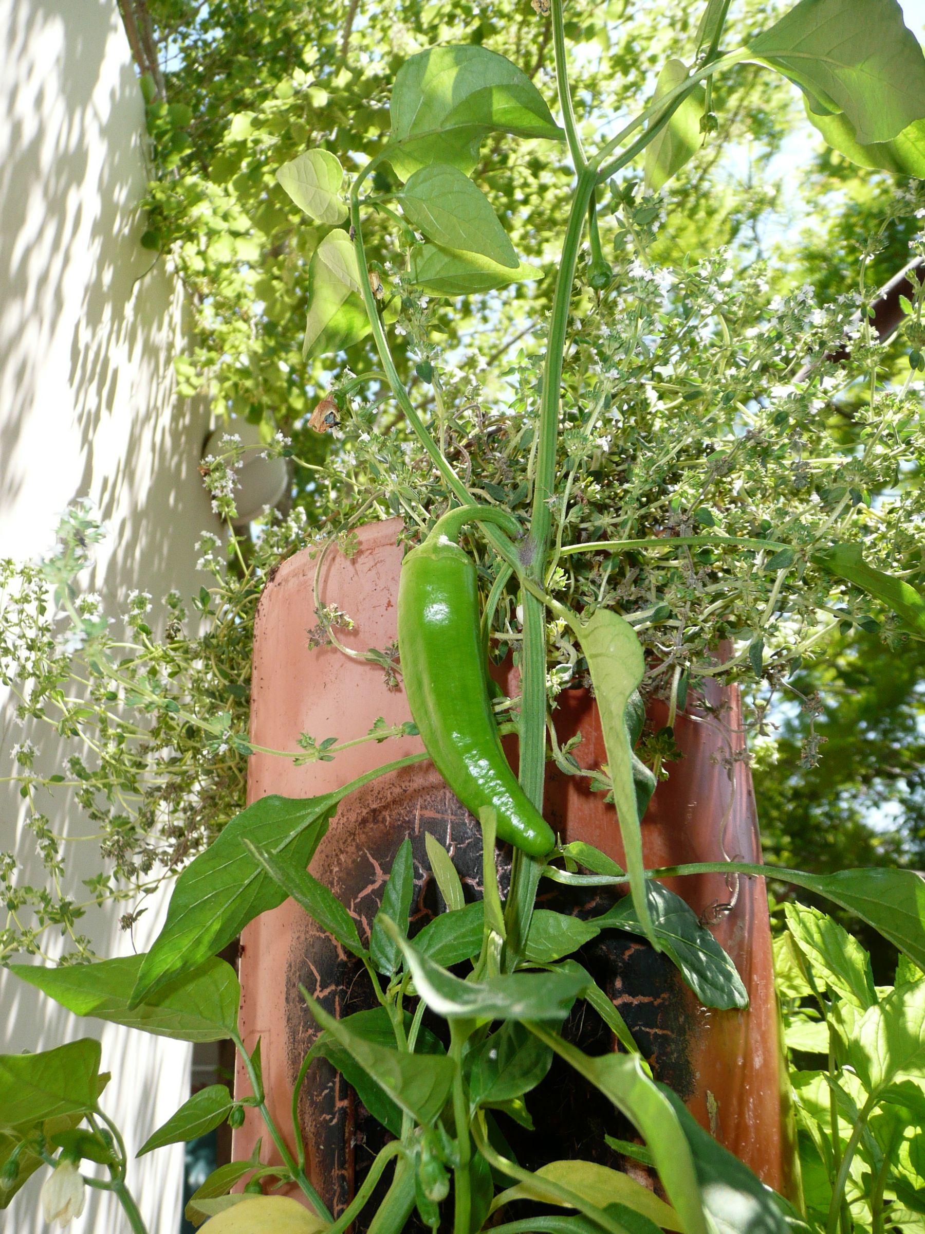 DIY Organic Vertical Planter : 7 Steps (with Pictures) - Instructables