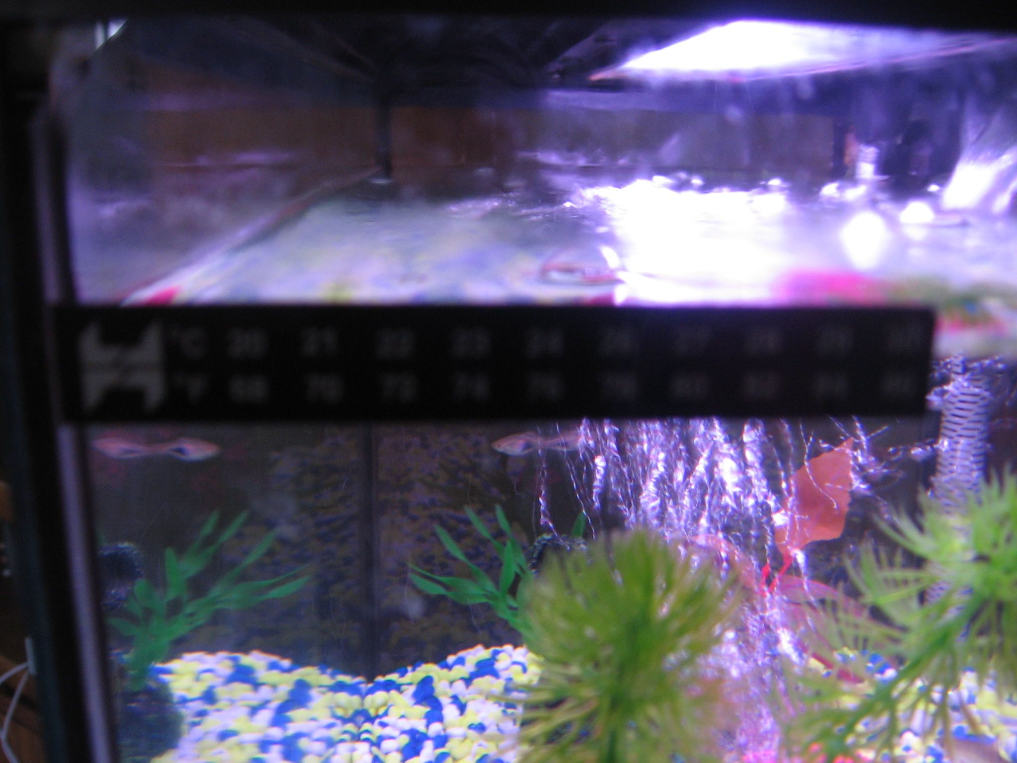 Begginer Fish Tank : 10 Steps - Instructables