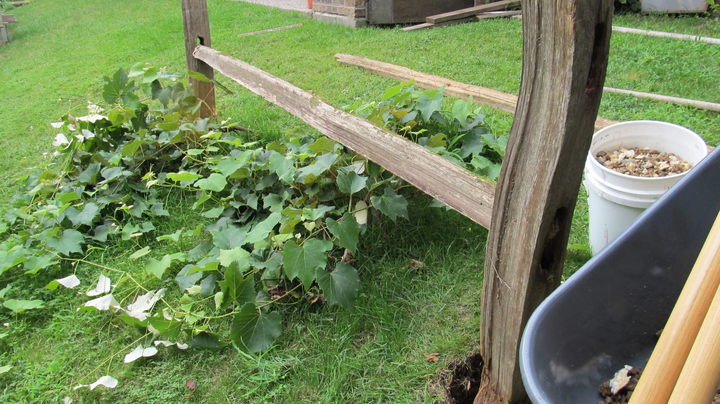 Grape Vine Trellis From a Salvaged Split-Rail Fence : 7 Steps (with ...