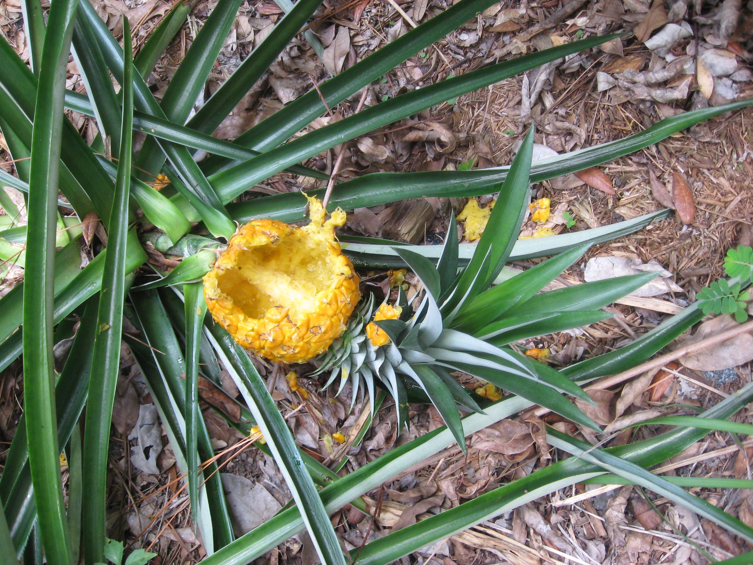 How to Grow Pineapples : 7 Steps (with Pictures) - Instructables