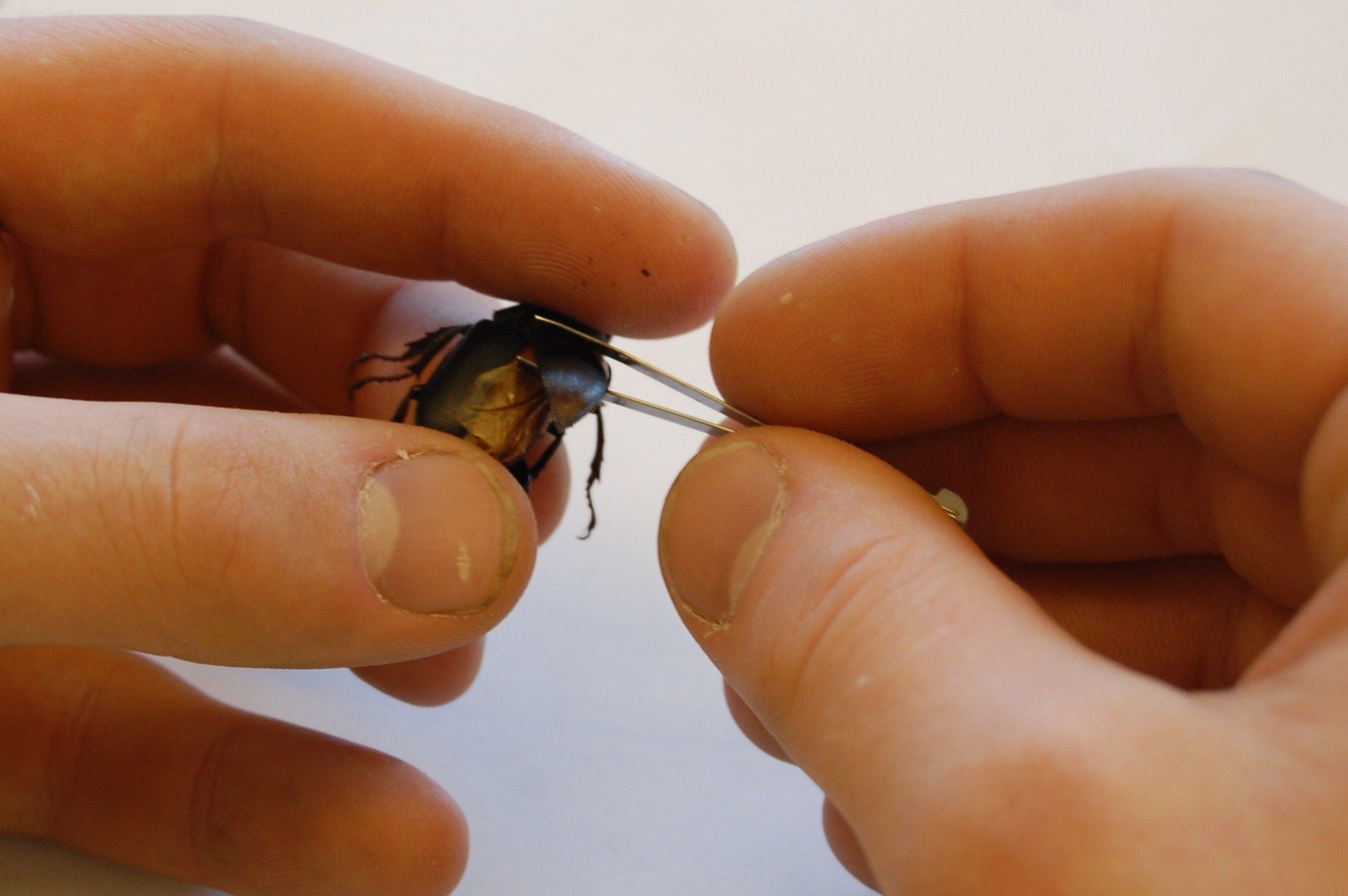 Gigabeetle (Dead Drop Beetle) : 3 Steps (with Pictures) - Instructables