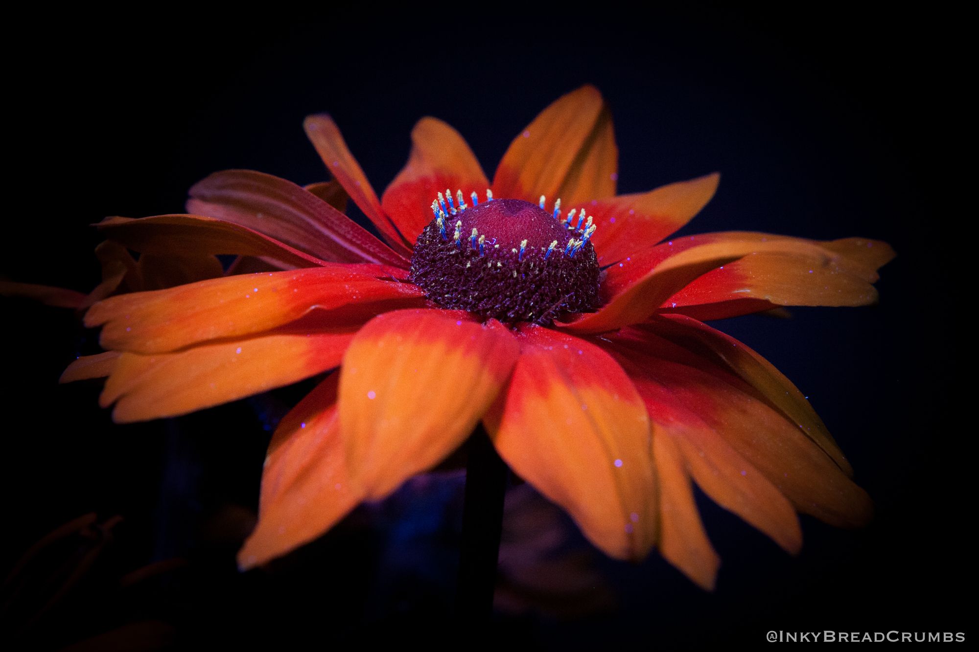 Make It Glow: a Flash Upgrade to Ultraviolet : 10 Steps (with Pictures ...