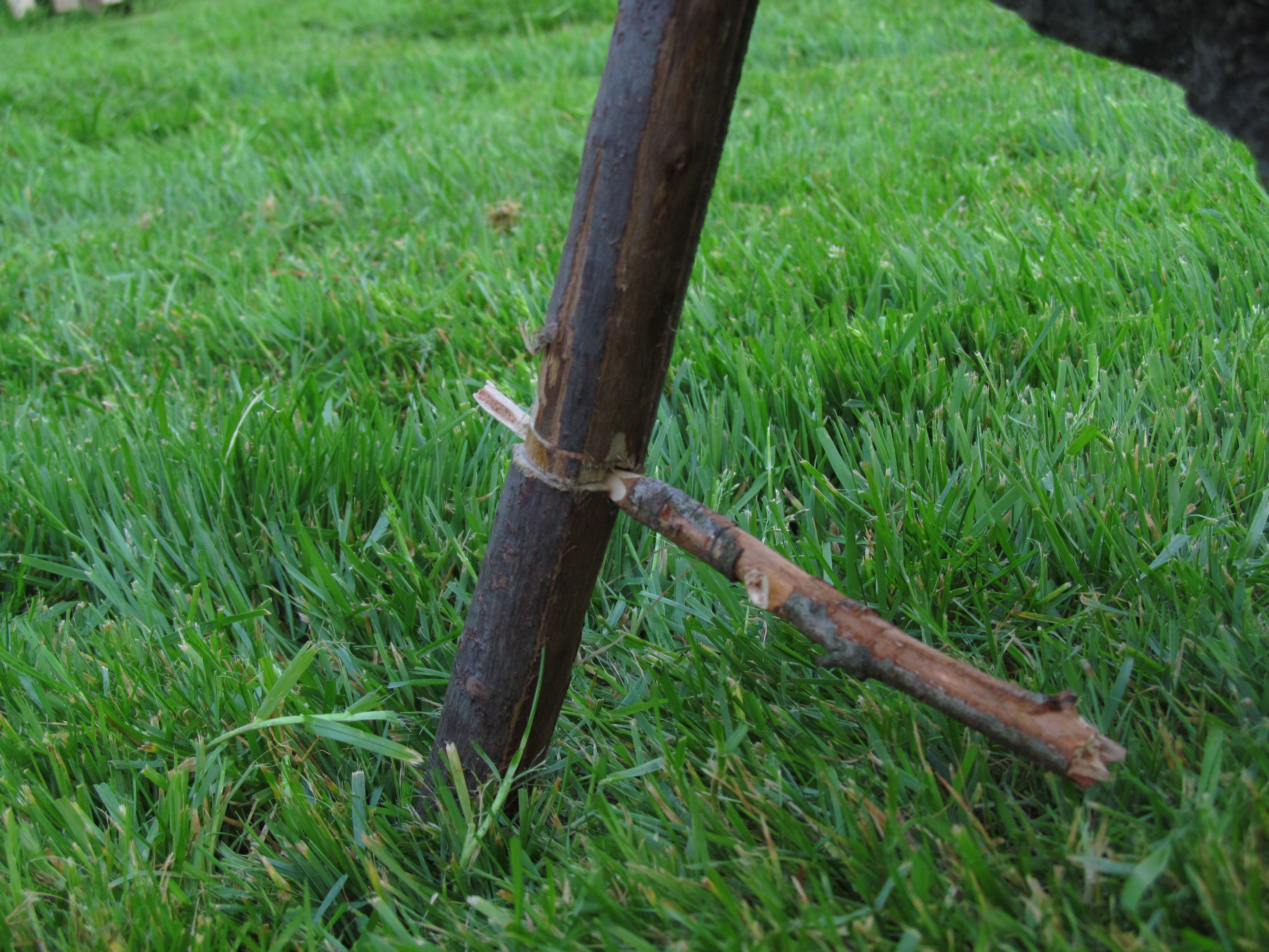 Split Stick Deadfall Trap : 4 Steps (with Pictures) - Instructables