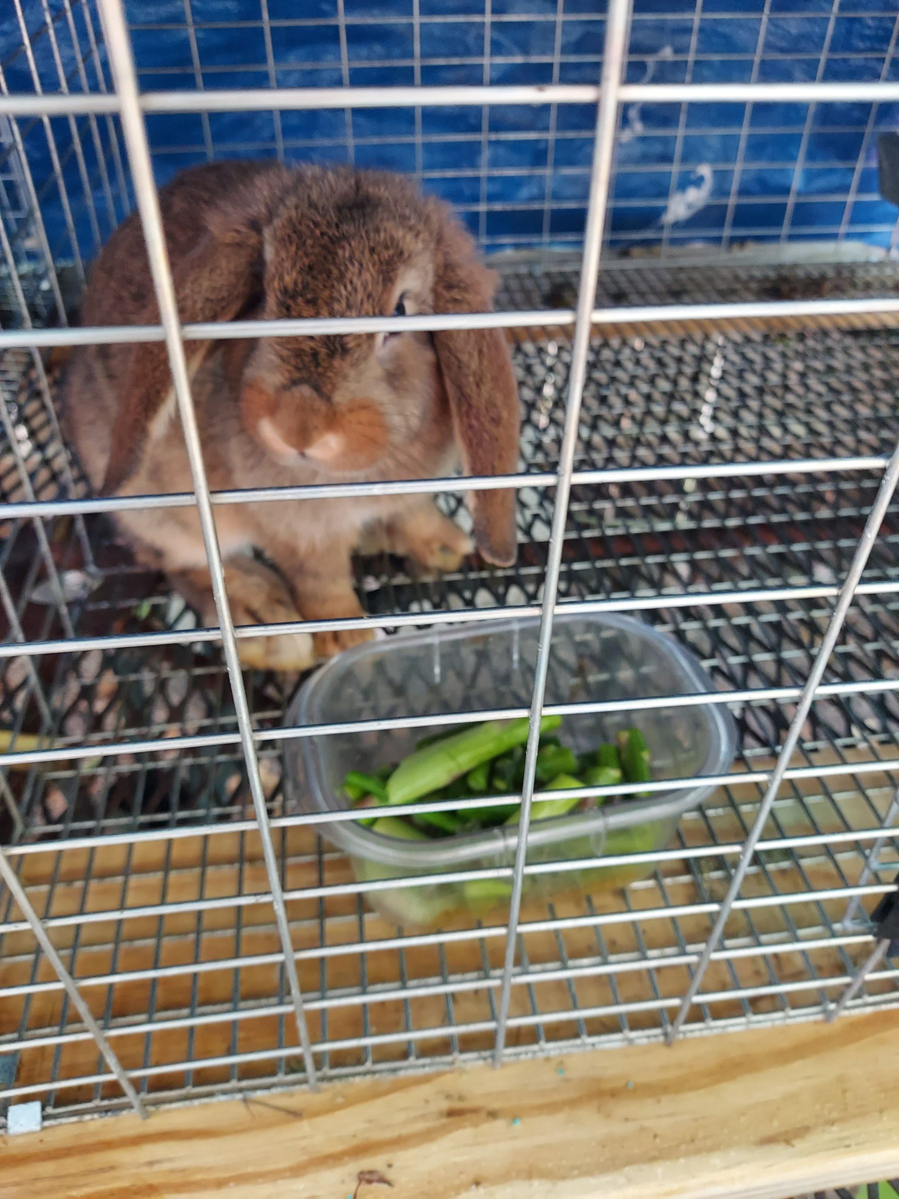 The Backyard Rabbit (or Quail) Coop : 4 Steps (with Pictures ...