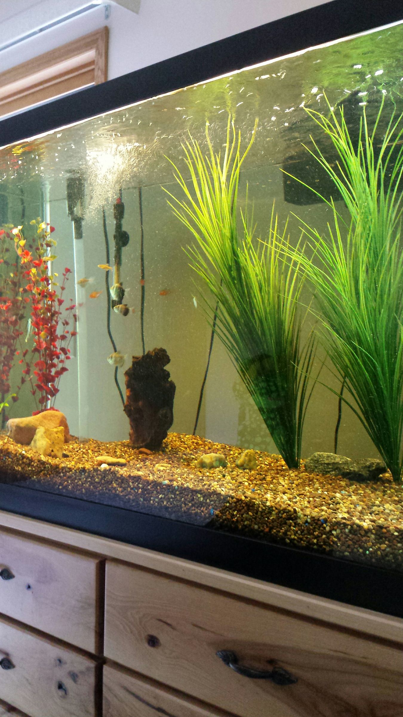 DIY: How to Set Up a Fish Tank : 9 Steps (with Pictures) - Instructables