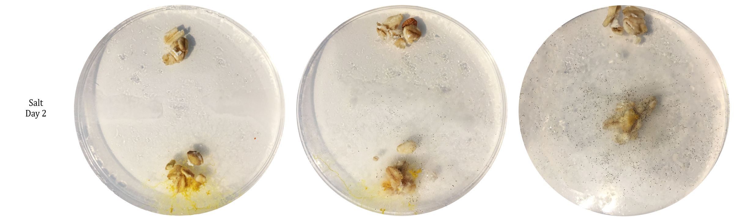 How to Grow SLIME MOLD : 9 Steps (with Pictures) - Instructables