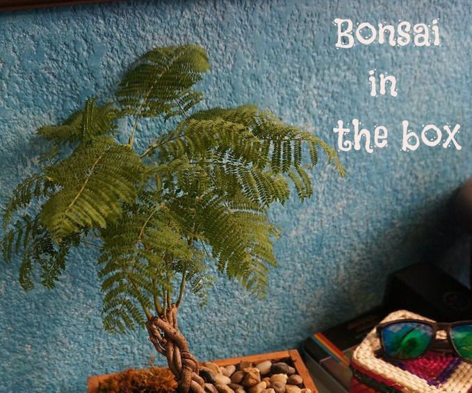Bonsai in the Box - La Caja Del Bonsai : 7 Steps (with Pictures ...