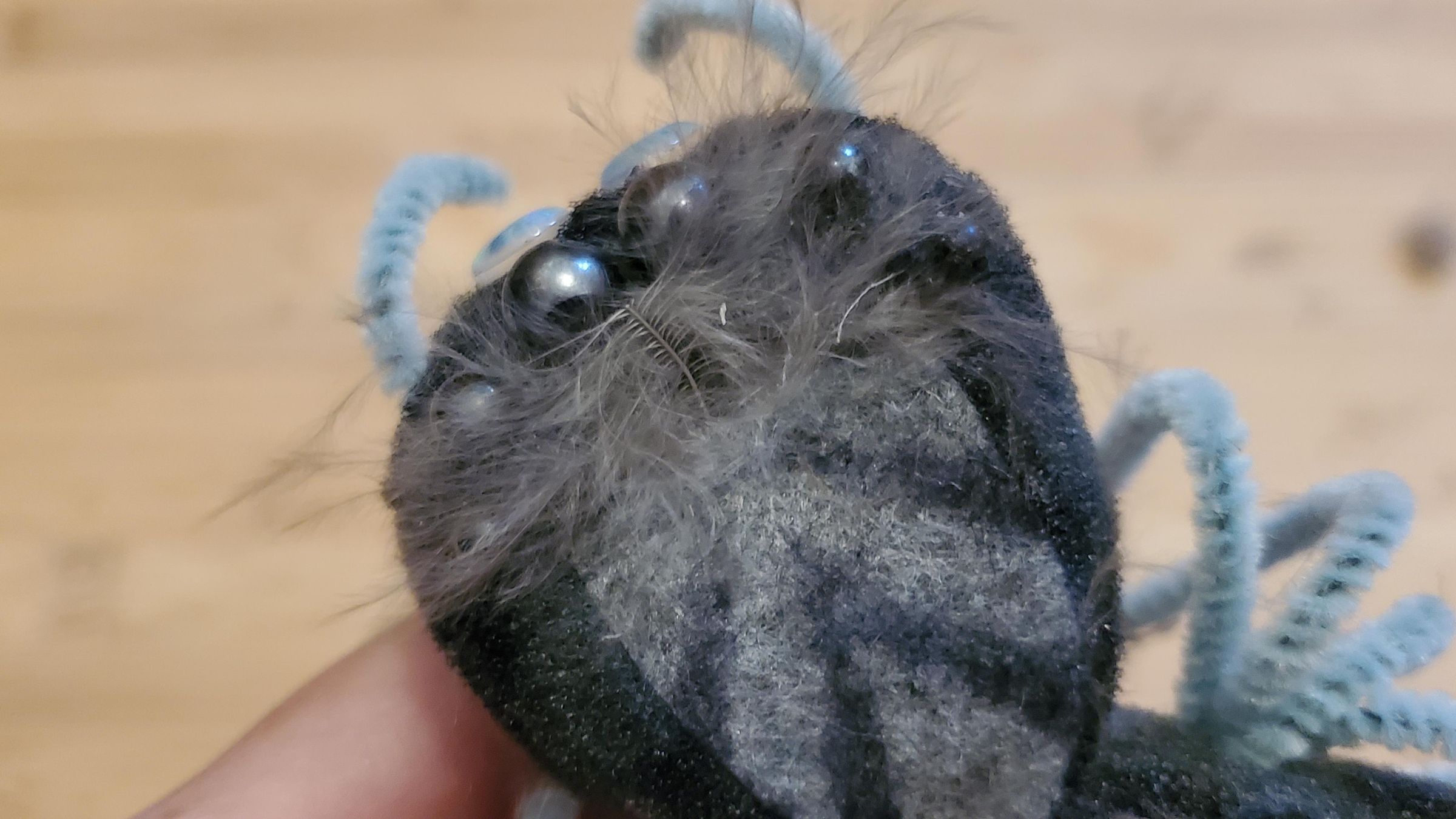 Jumping Spider : 9 Steps (with Pictures) - Instructables