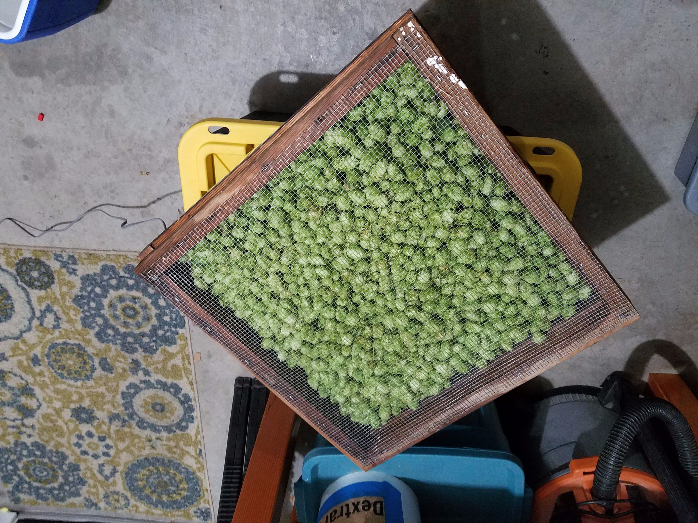 Homemade Hop Oast for Drying Homegrown Hops to Put in Homebrew Beer : 6 ...