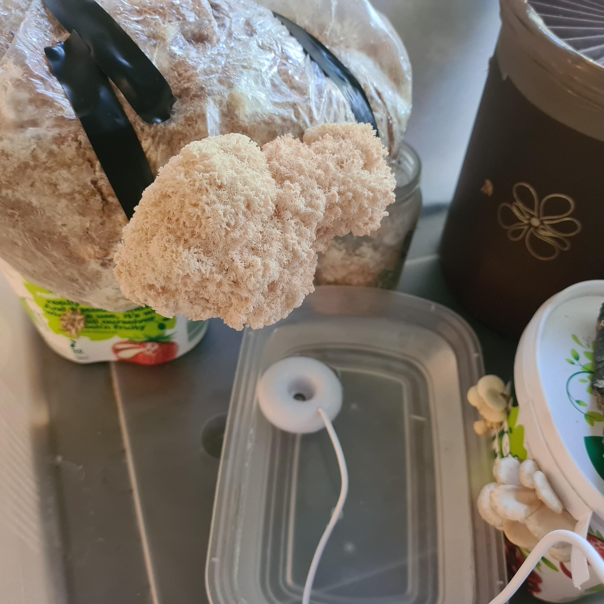 Mushroom Fruiting Chamber Controller : 5 Steps (with Pictures ...