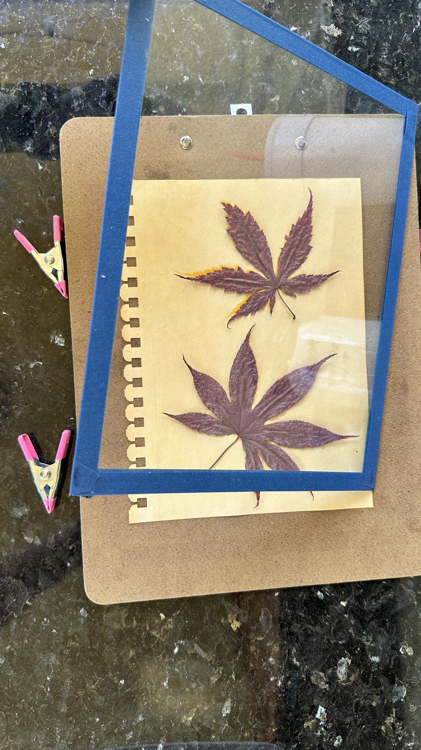 Turmeric Sun Prints/ Impresiones Solares Con Cúrcuma : 12 Steps (with ...