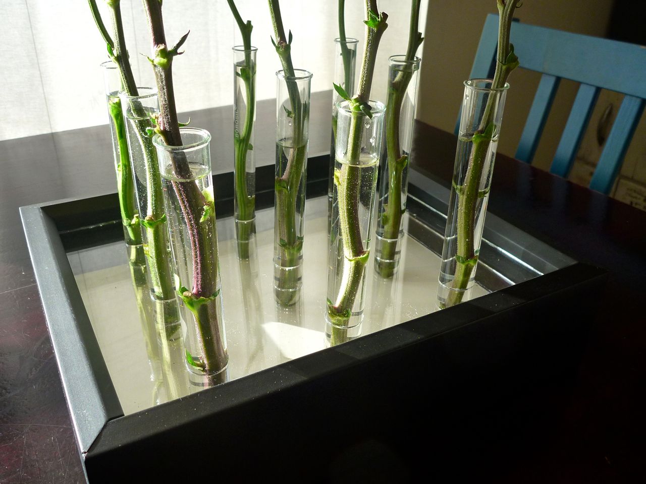 Test Tube Flower Vase : 5 Steps (with Pictures) - Instructables