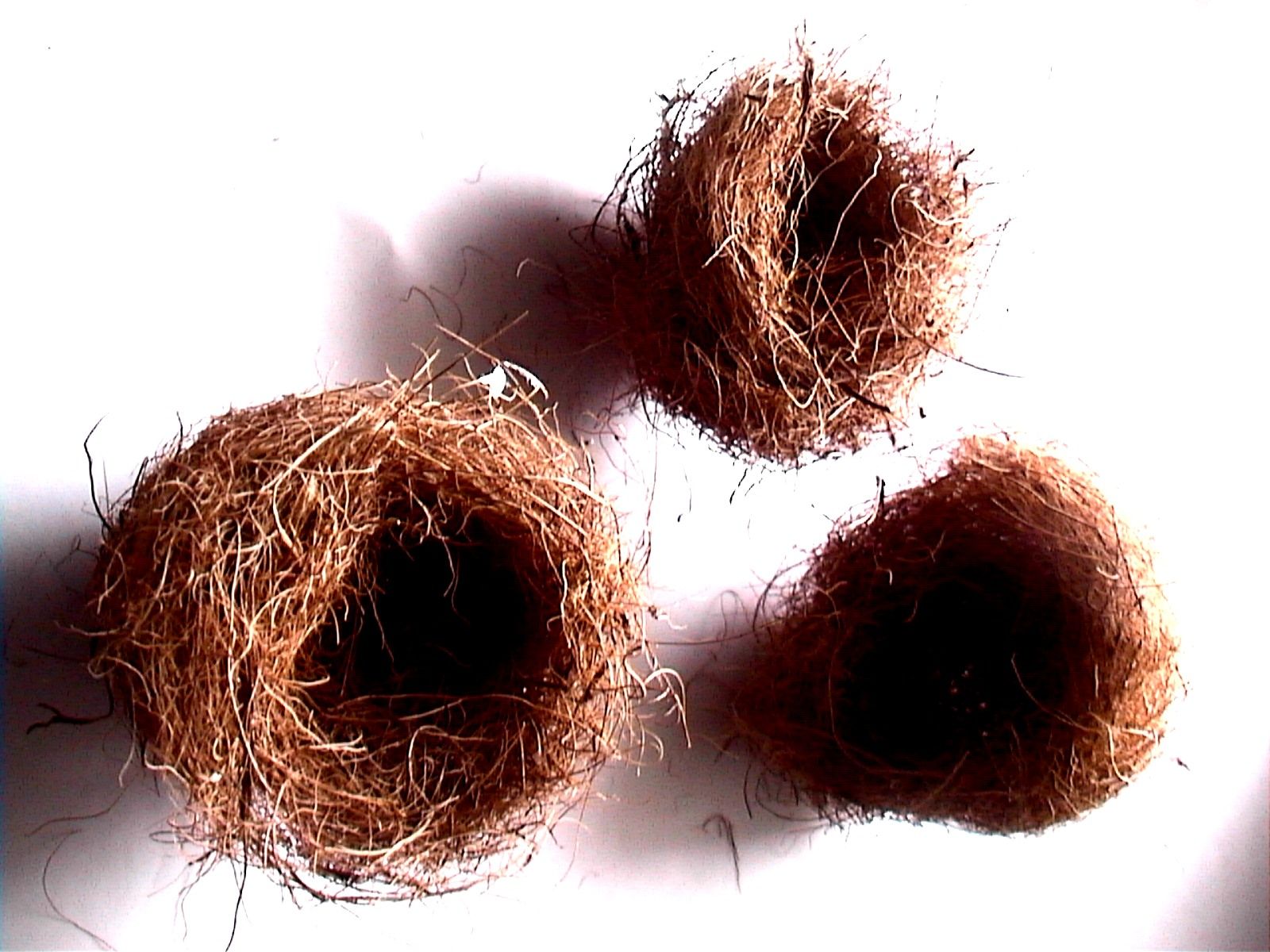 How to Build a Bird's Nest & Cold Porcelain Clay Eggs (New Recipe!) : 4 ...