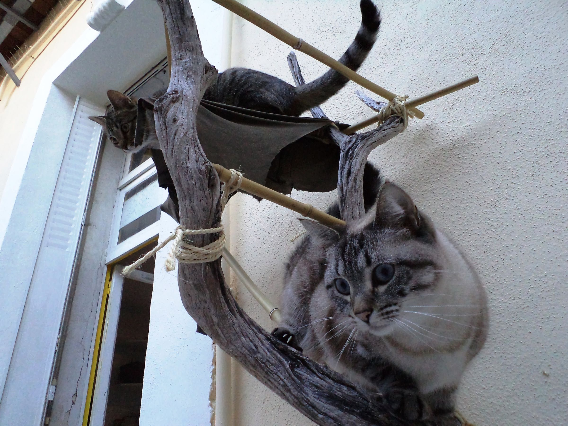 The Survivalist's Cat Tree : 3 Steps (with Pictures) - Instructables