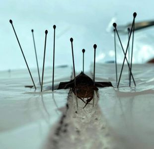 Preserving a Lepidoptera (Butterflies, Moths, and Skippers) : 7 Steps ...