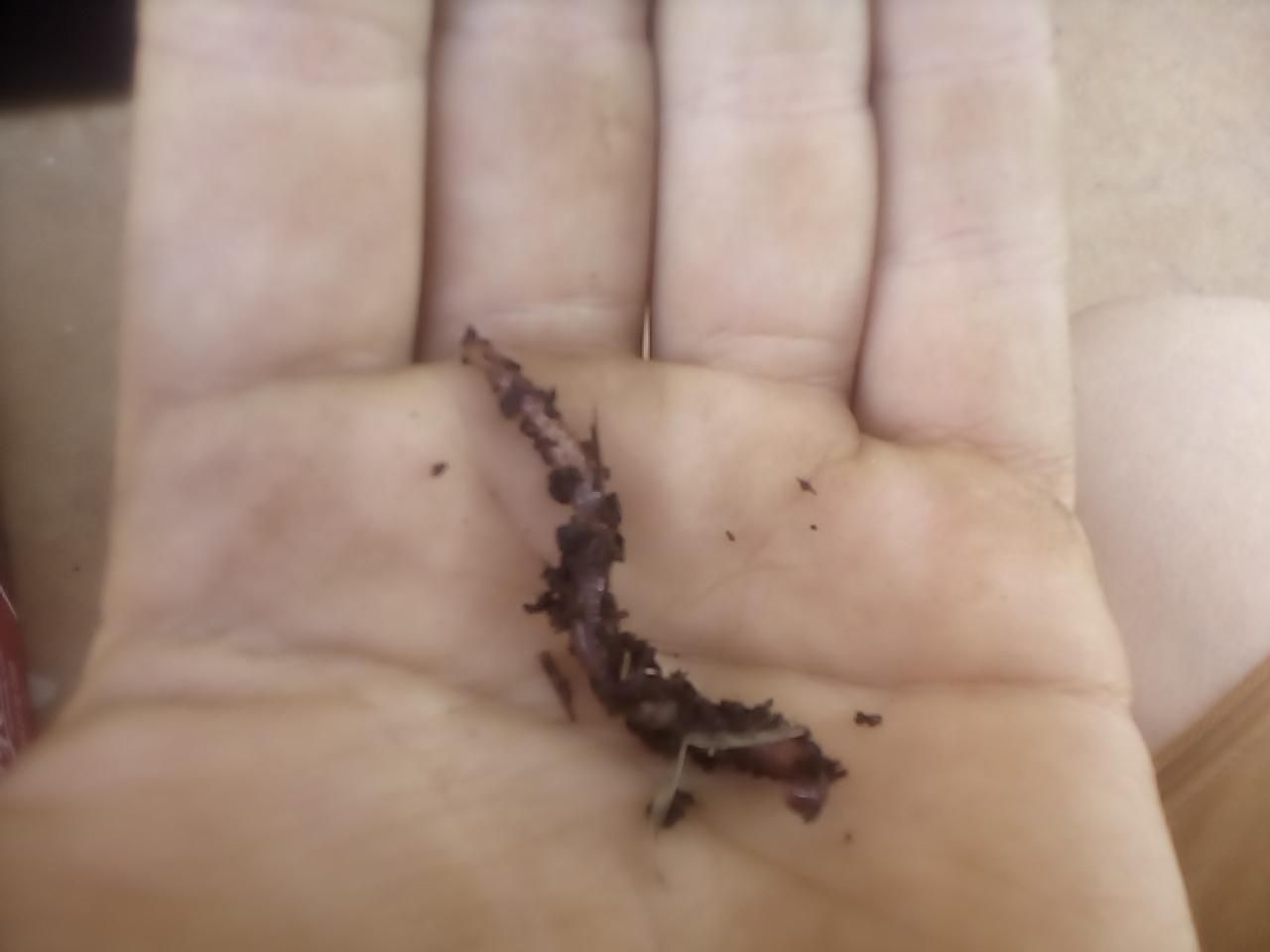 How to Make a Mini Wormery Out of Ice Cream Containers : 6 Steps ...