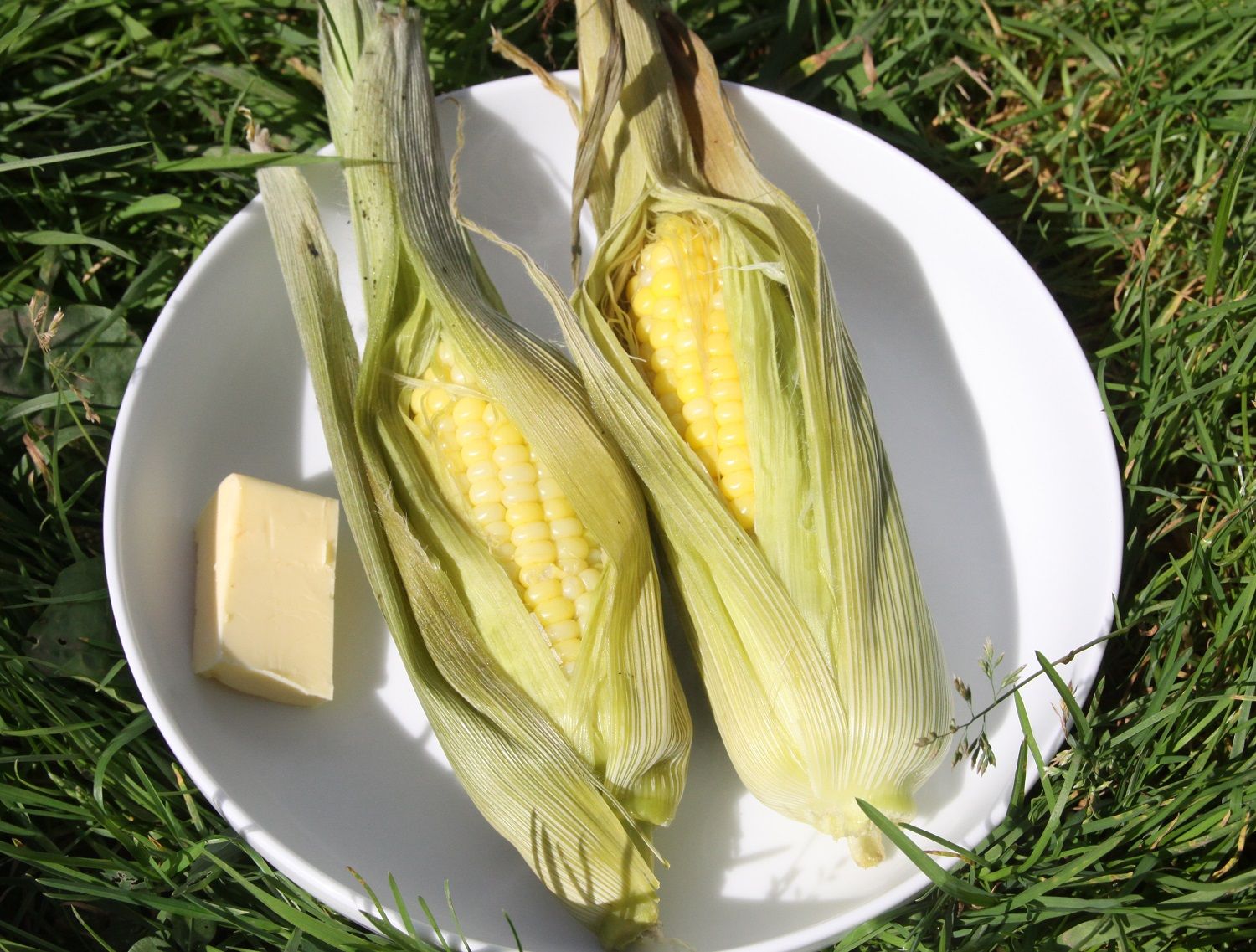 'In the Leaf' Solar Cooked Sweetcorn : 6 Steps (with Pictures ...