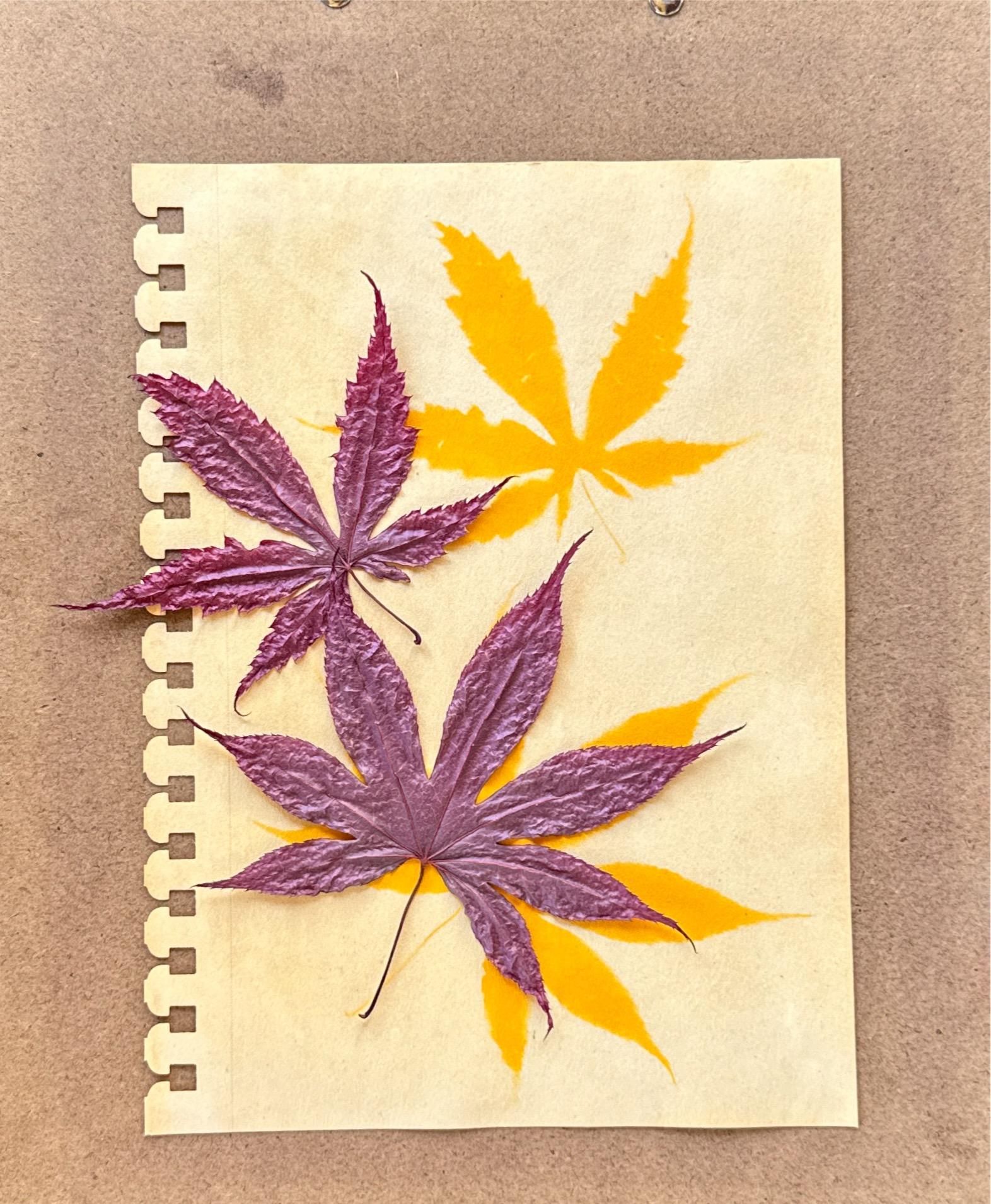 Turmeric Sun Prints/ Impresiones Solares Con Cúrcuma : 12 Steps (with ...