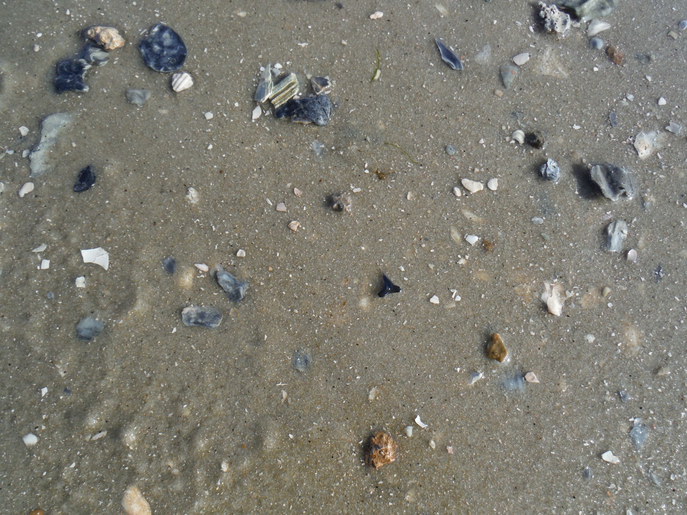 How to Find Shark Teeth : 10 Steps (with Pictures) - Instructables