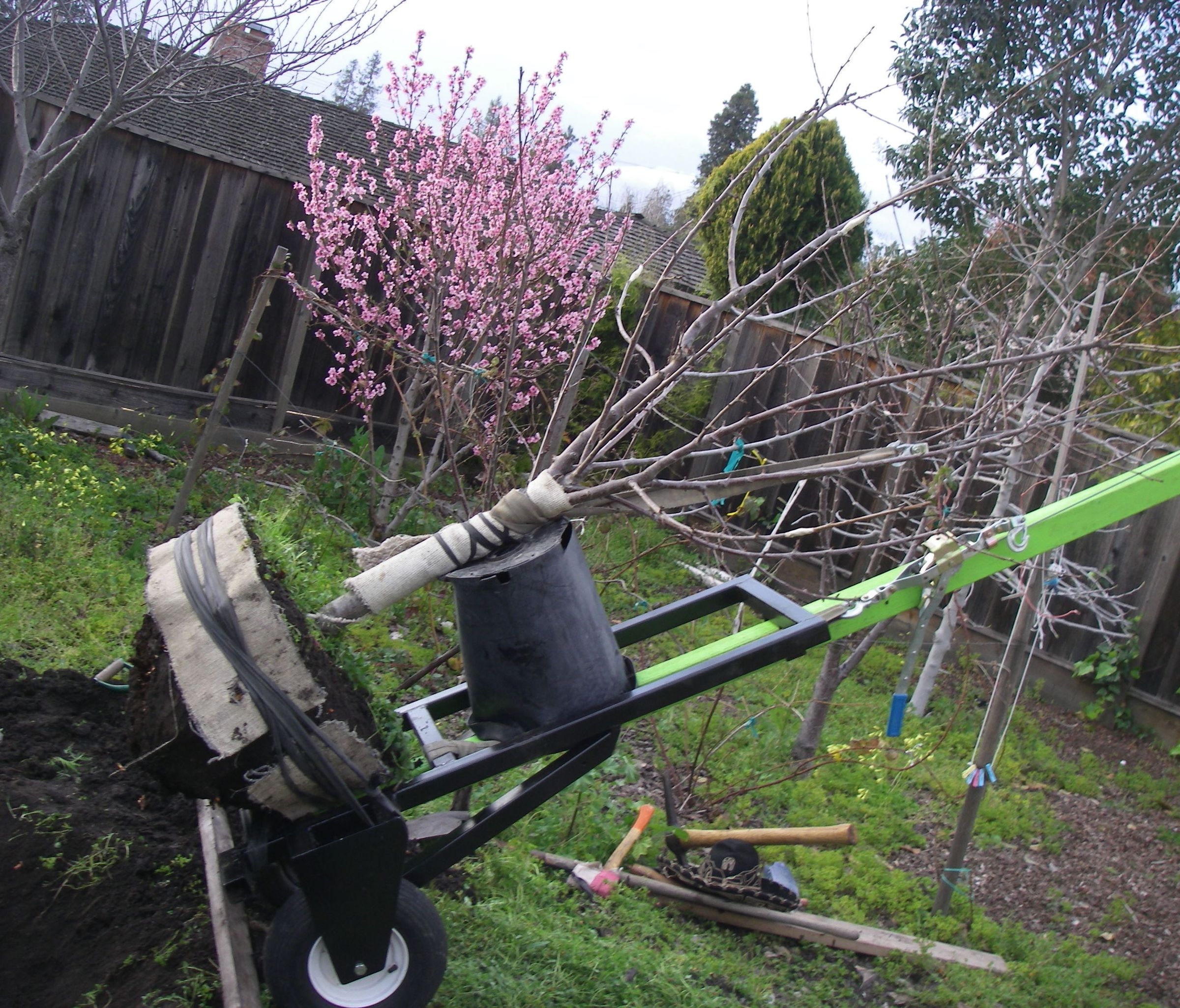Transplant a Tree With a Giant Two Wheel Dolly : 10 Steps (with ...