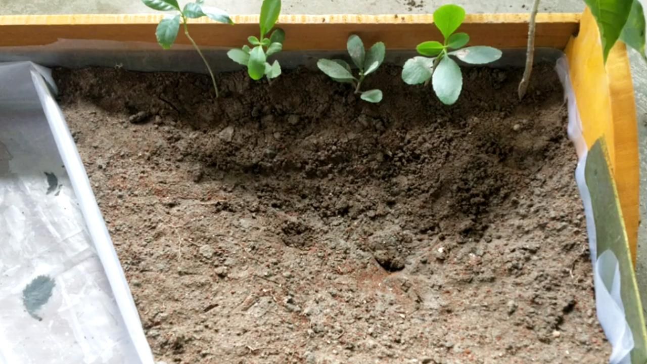 Turtle Habitat for Baby Turtles | Homemade Turtle Garden : 18 Steps ...