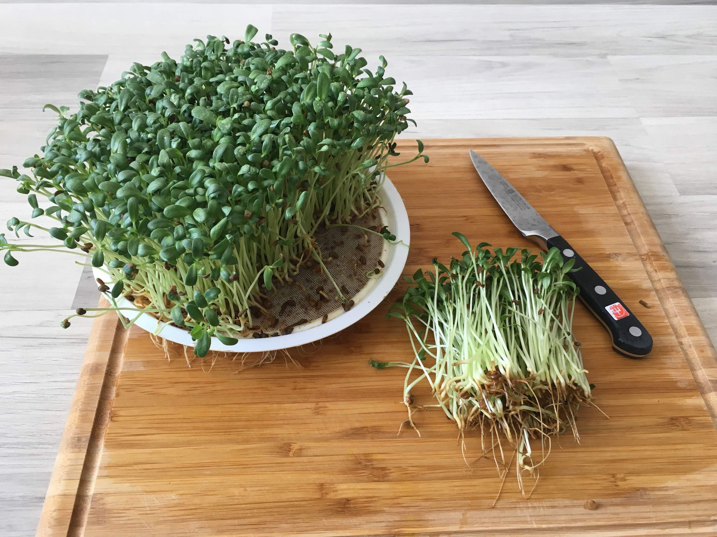 Hydroponic Microgreens Year Round Indoor Garden : 6 Steps (with ...