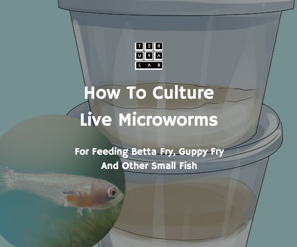 How to Culture Live Microworms for Fry and Small Fish : 4 Steps ...