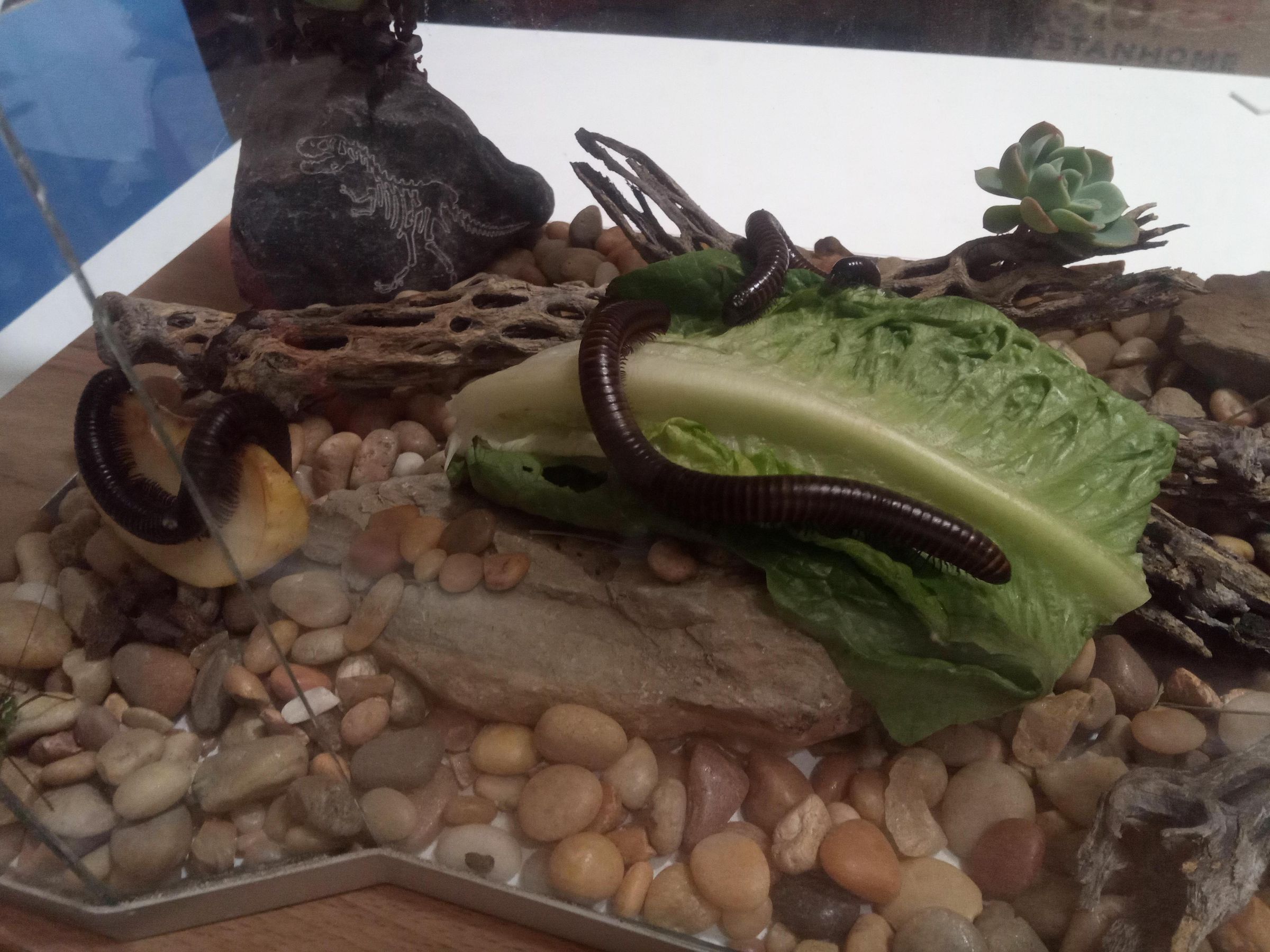 Victorian Insectarium : 18 Steps (with Pictures) - Instructables