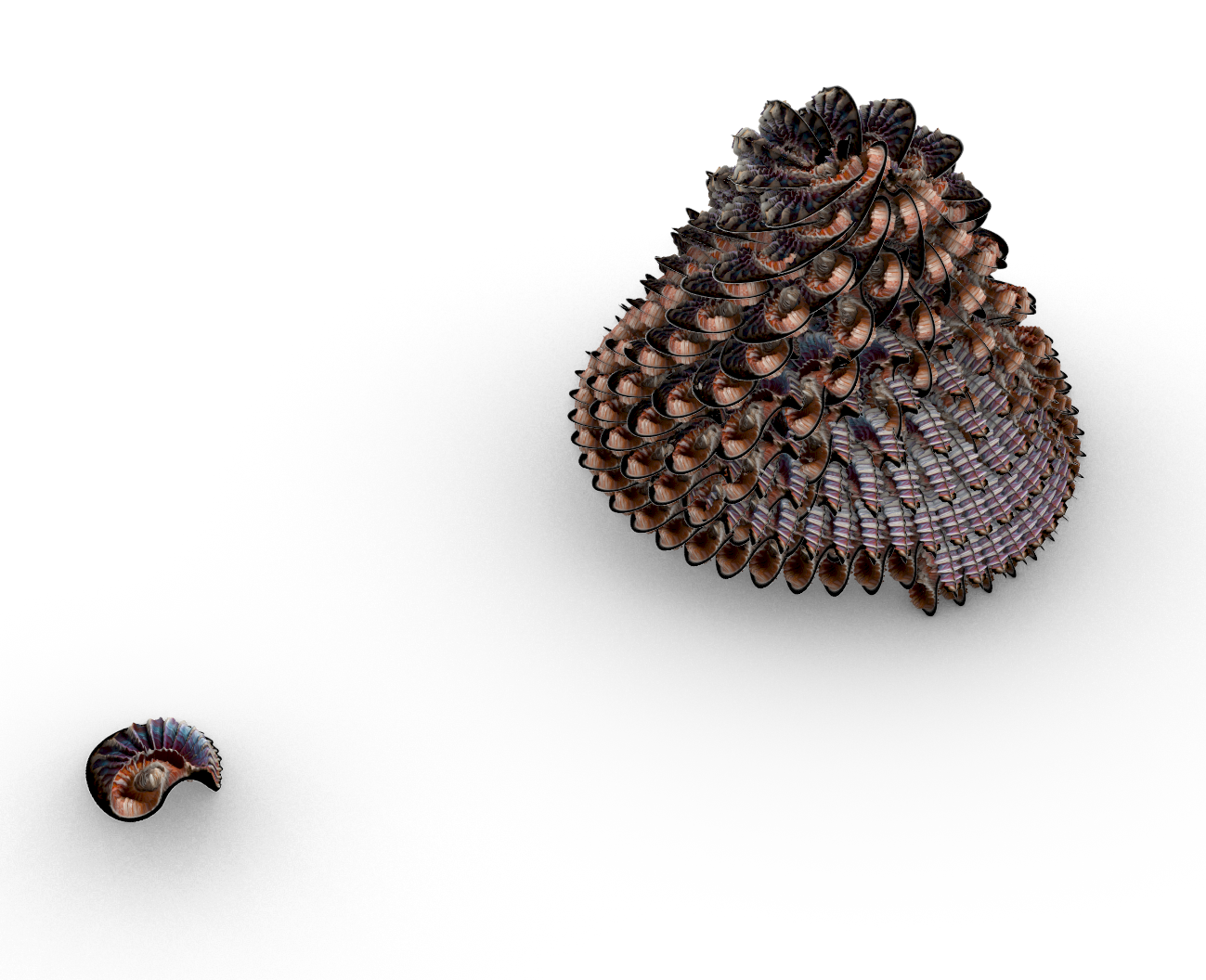 Angulate Wentletrap Inspired Shell : 7 Steps (with Pictures ...