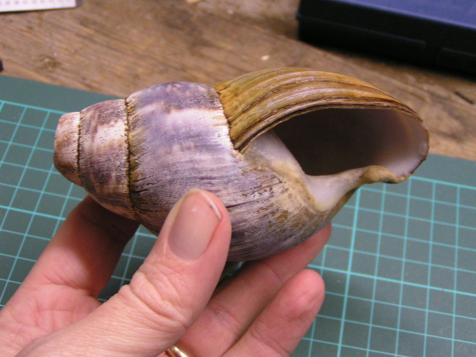 Grow Your Own Musical Instrument - an Environmentally-sustainable Conch ...