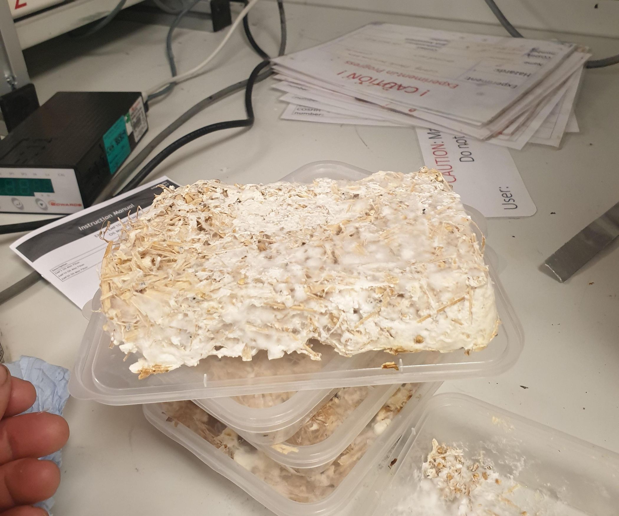 Growing Mycelium Materials at Home : 6 Steps - Instructables
