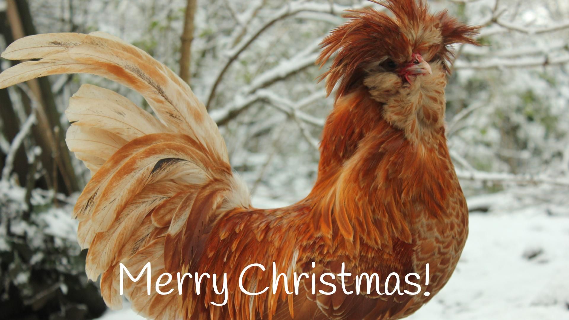 The Twelve Chickens (Days) of Christmas - Making a Musical #Short Gift ...