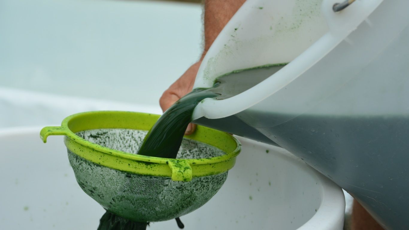 Homemade Low-tech Organic Spirulina Culture : 19 Steps - Instructables