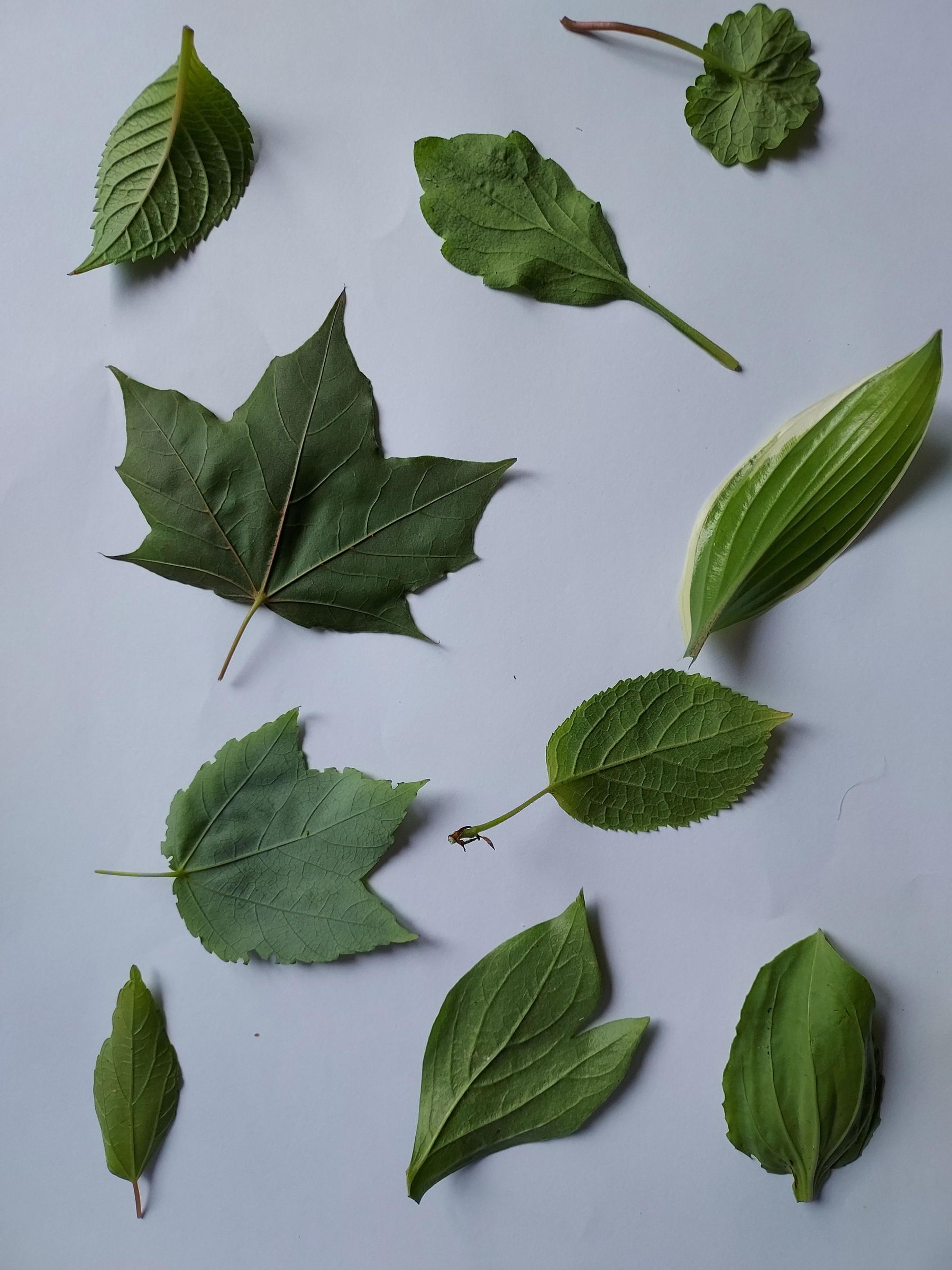 Rainbow Leaf Pressing : 6 Steps - Instructables