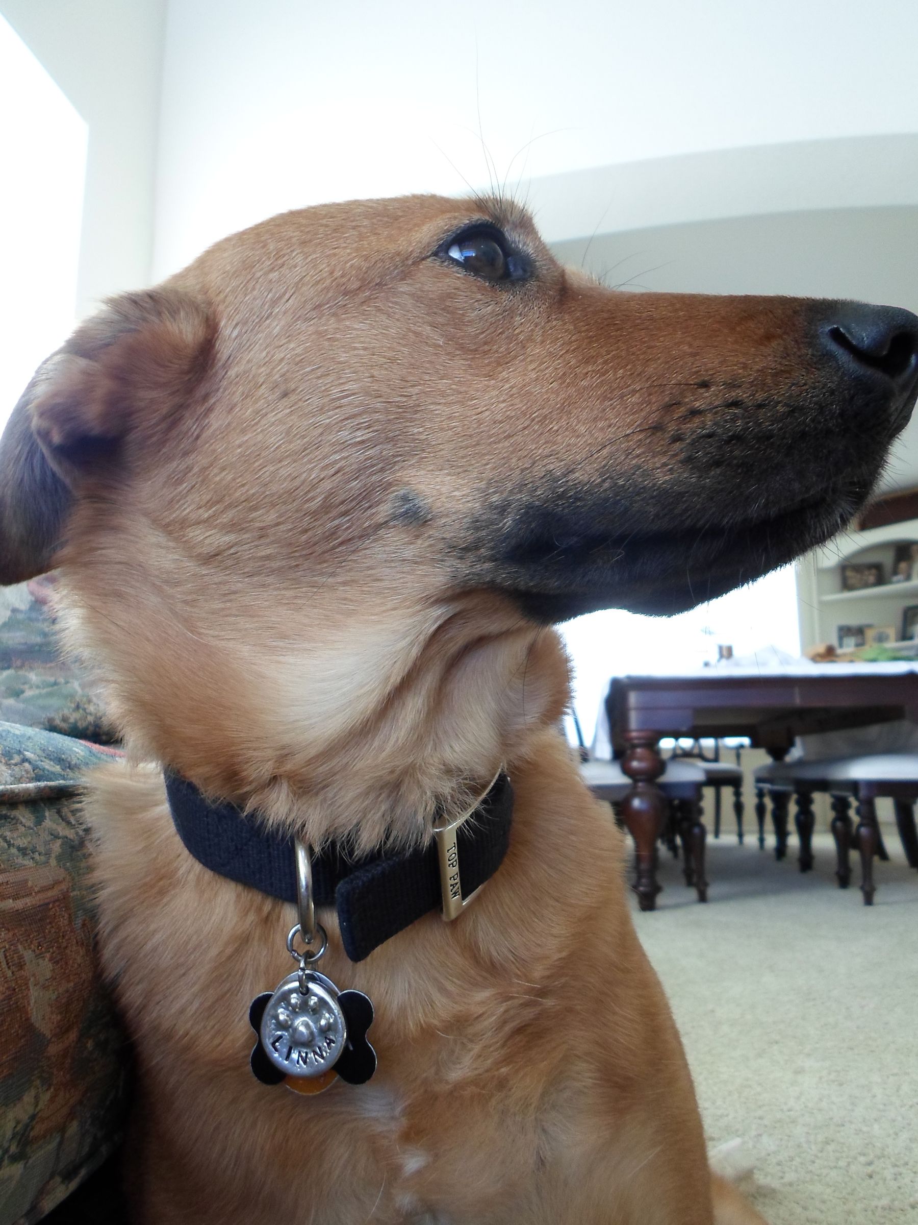 Paw Tag : 4 Steps (with Pictures) - Instructables