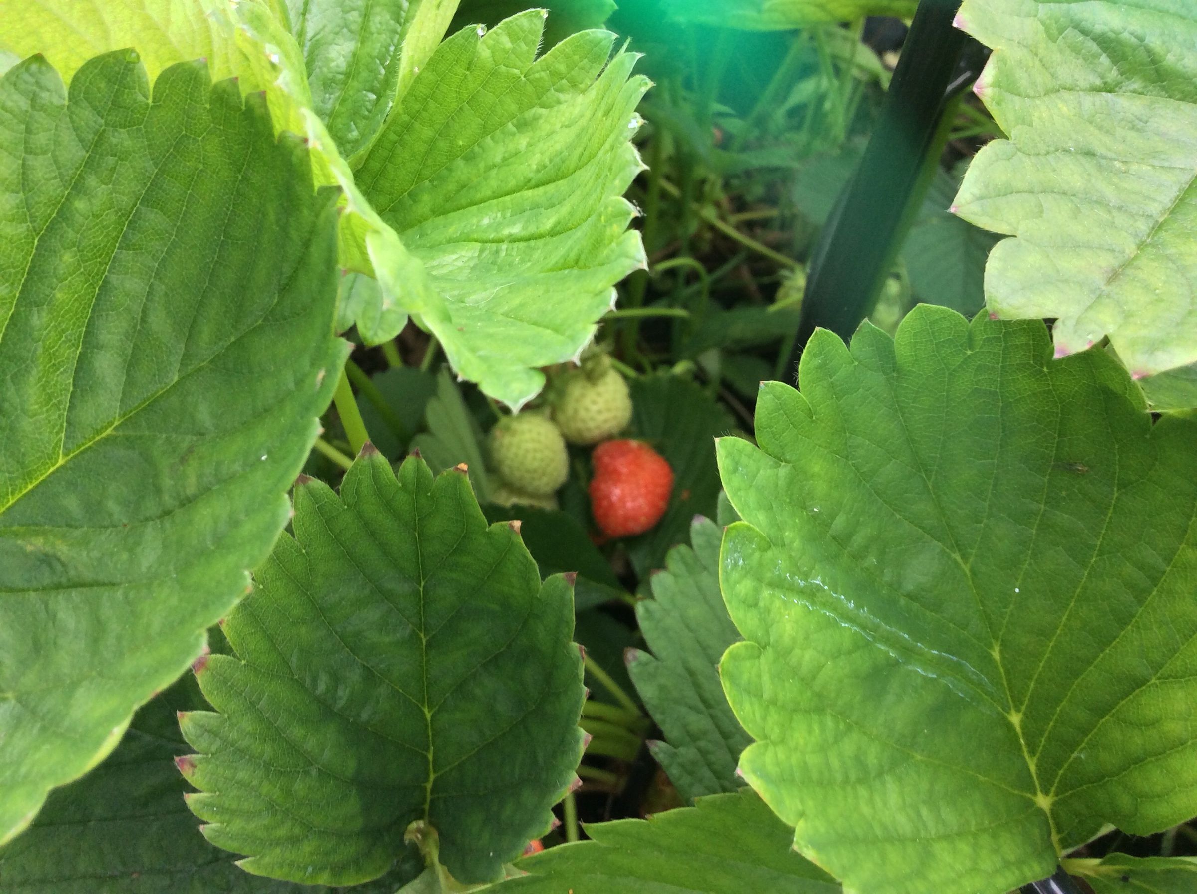 Raised Bed Electric Slug Fence : 3 Steps (with Pictures) - Instructables