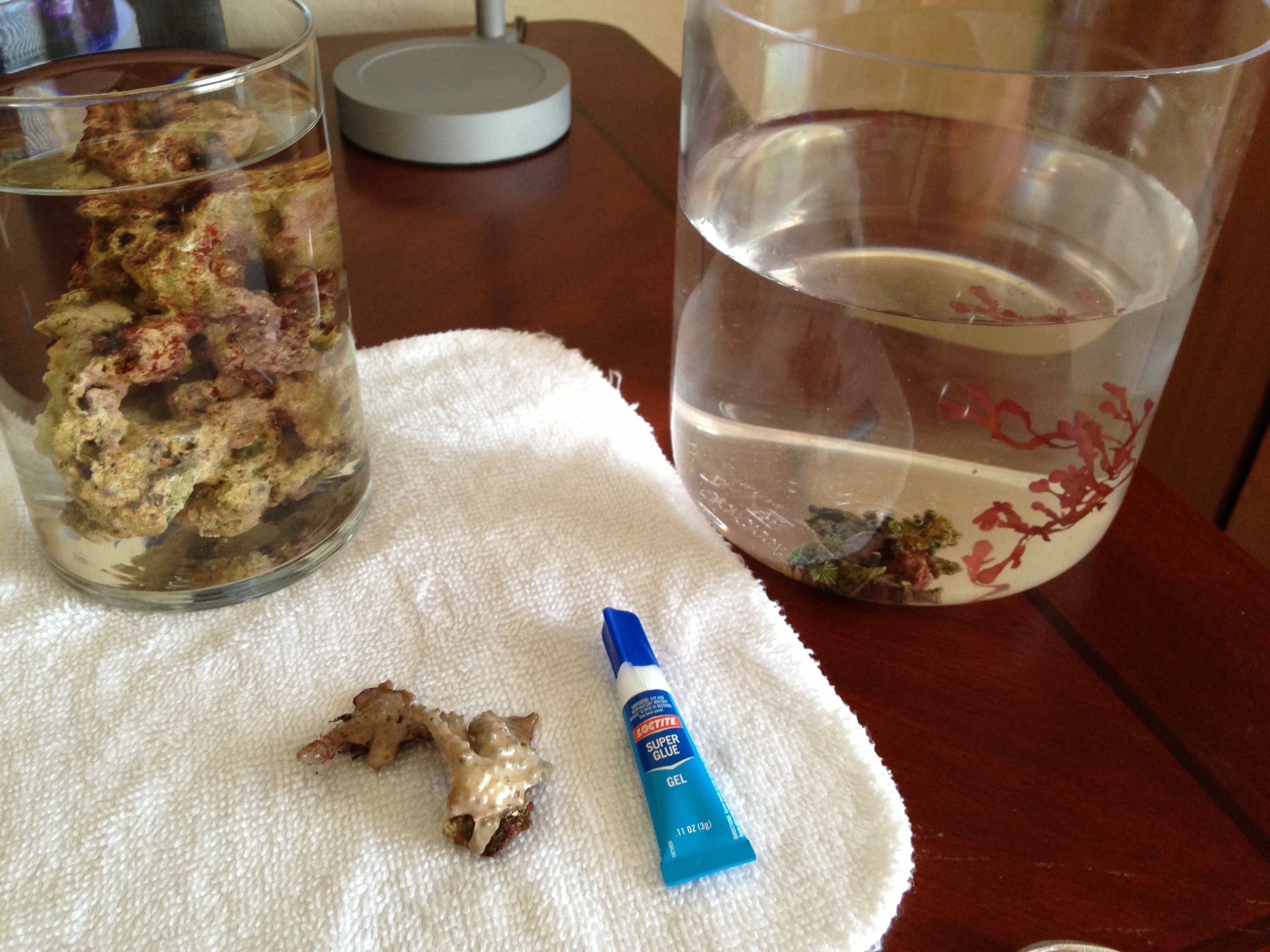 A Low Maintenance/self Sustaining Saltwater Ecosystem : 4 Steps ...